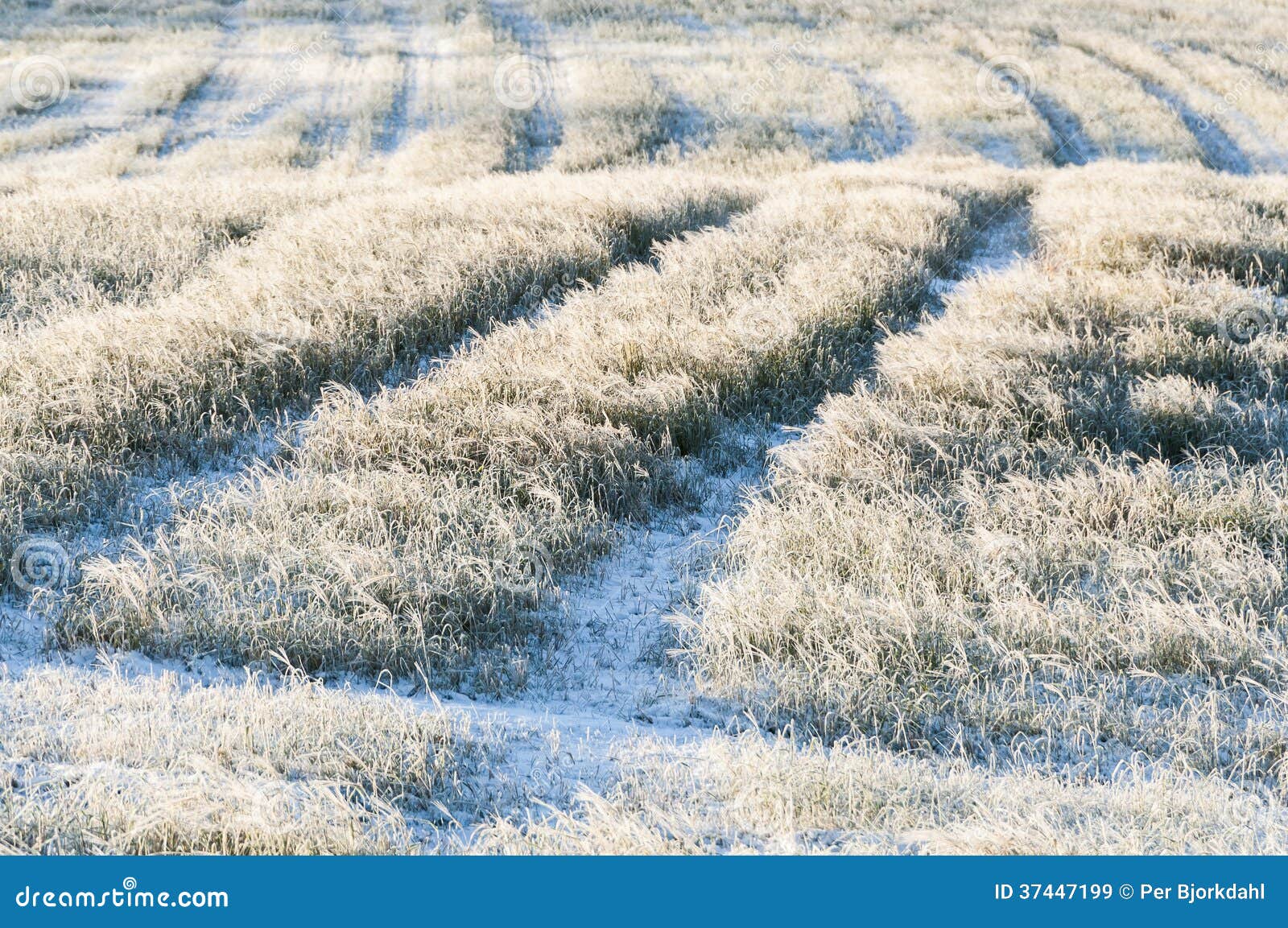 Frozen fields stock image. Image of nature, tracks, field - 37447199