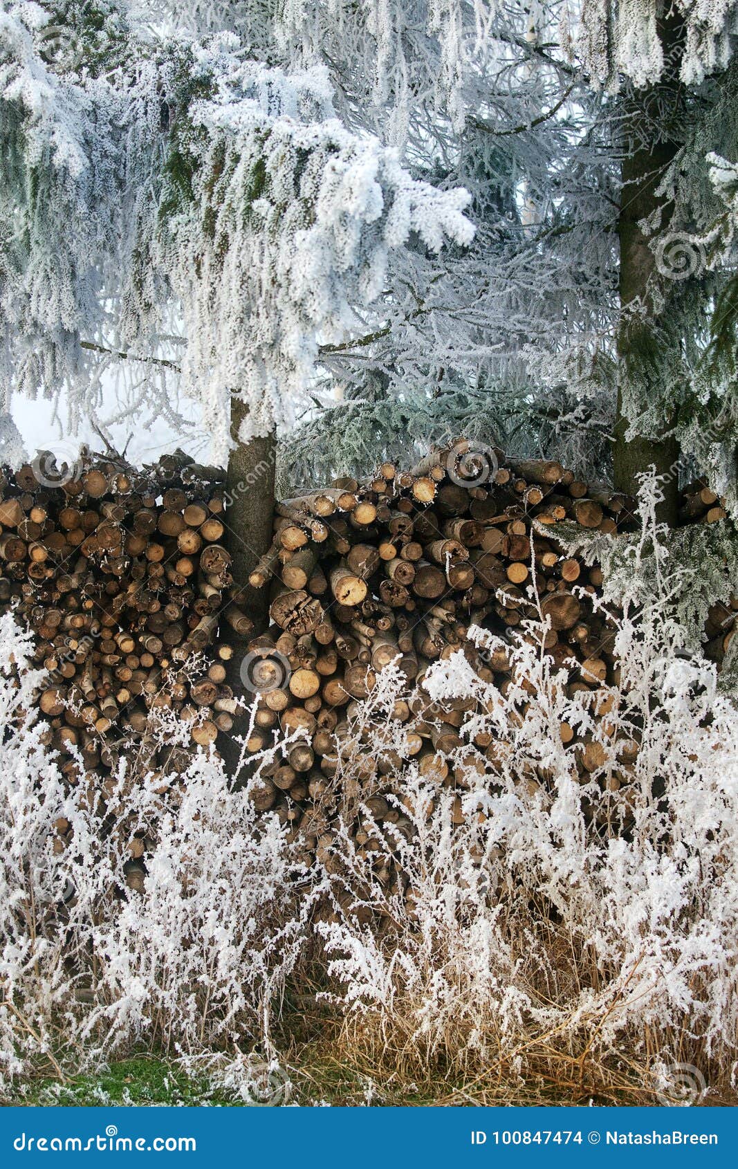 Frozen tree with firewood stock photo. Image of rural - 100847474