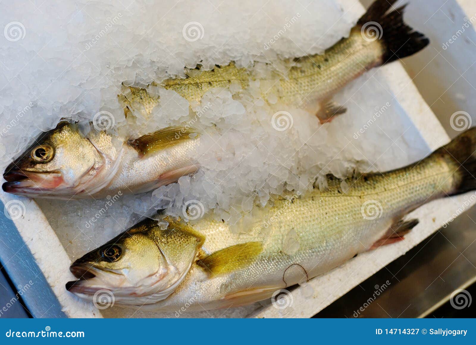 Frozen Fish Royalty-Free Stock Image | CartoonDealer.com #1518850