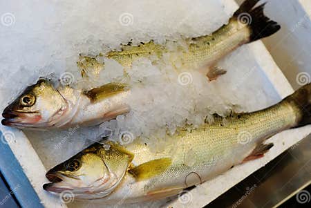 Frozen Fish stock image. Image of iced, cold, diet, market - 14714327
