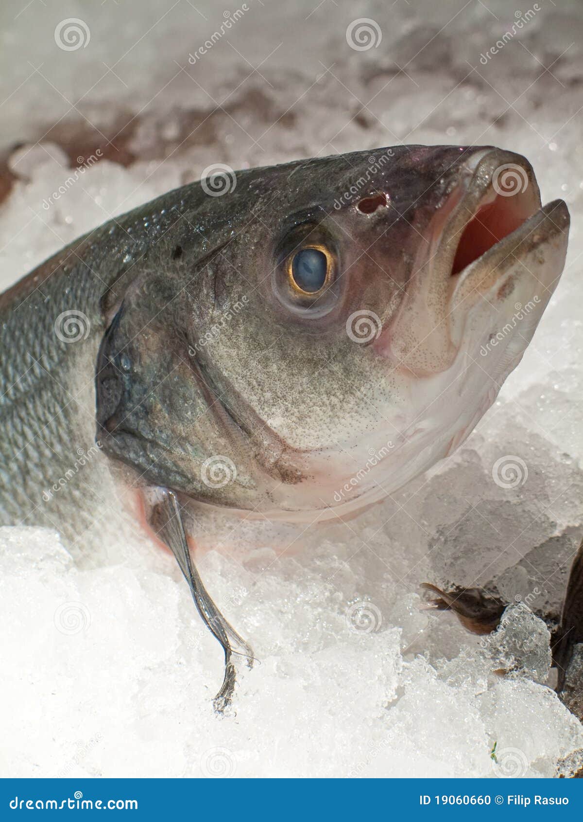 Frozen fish stock photo. Image of kitchen, fishing, dinner - 19060660