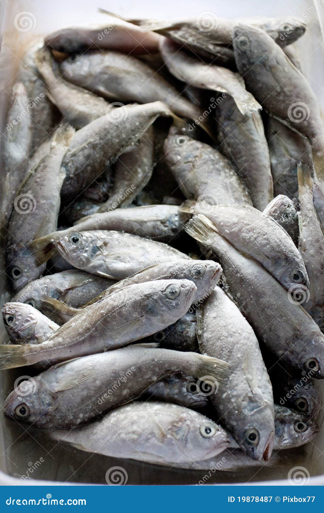 Frozen fish stock image. Image of fresh, nature, cooking - 19878487