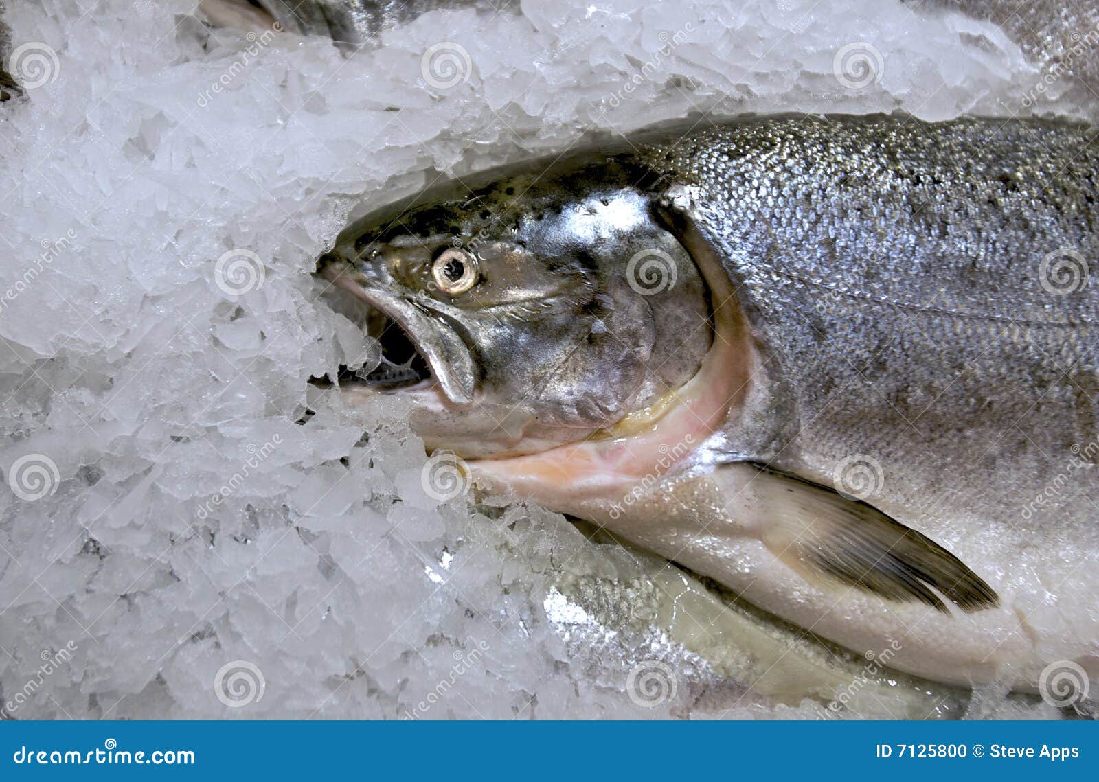 Frozen Fish stock photo. Image of business, trade, commercial - 7125800