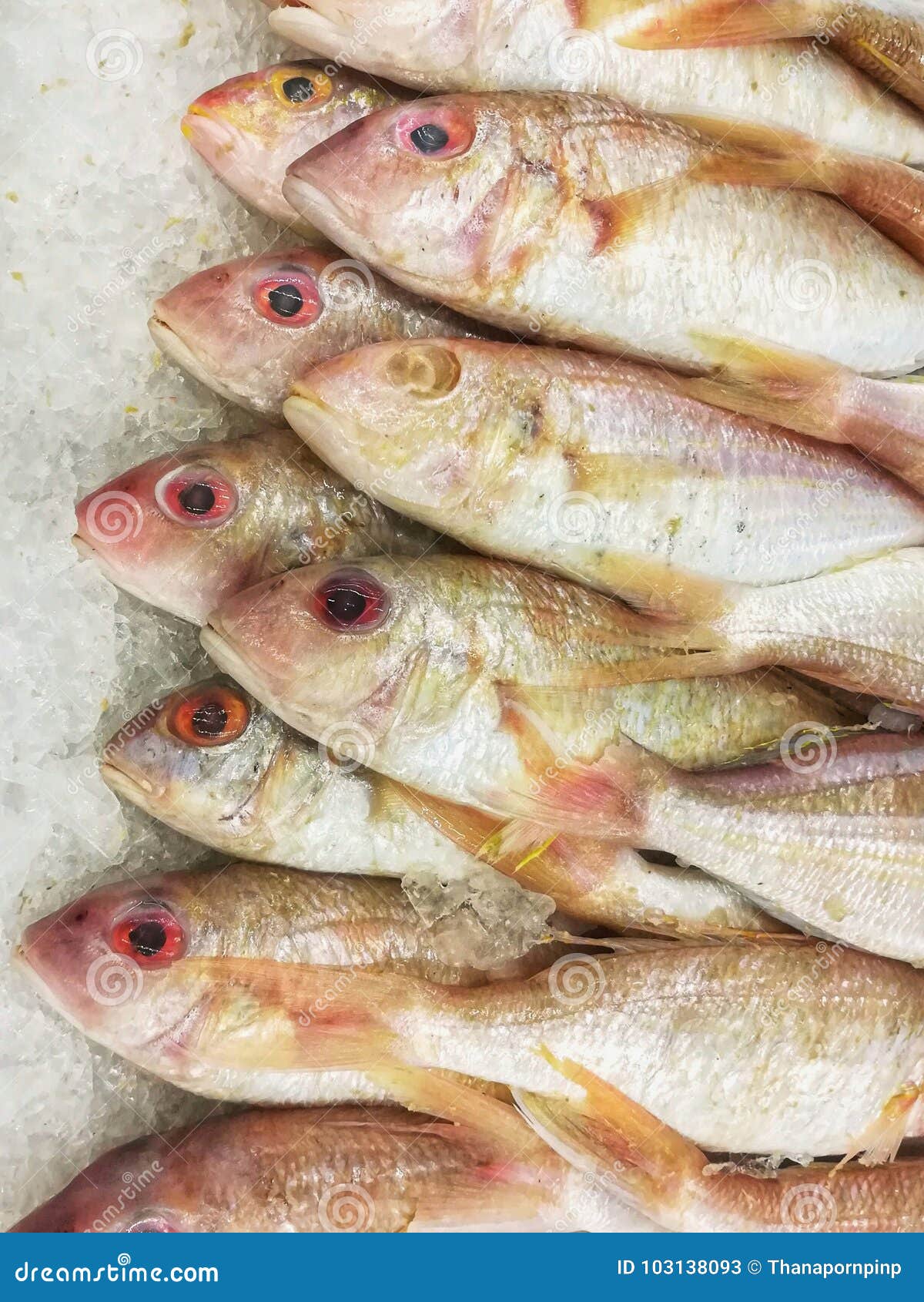 Frozen Fish, Five Lined Threadfin Bream , on the Ice at Fish Marke ...