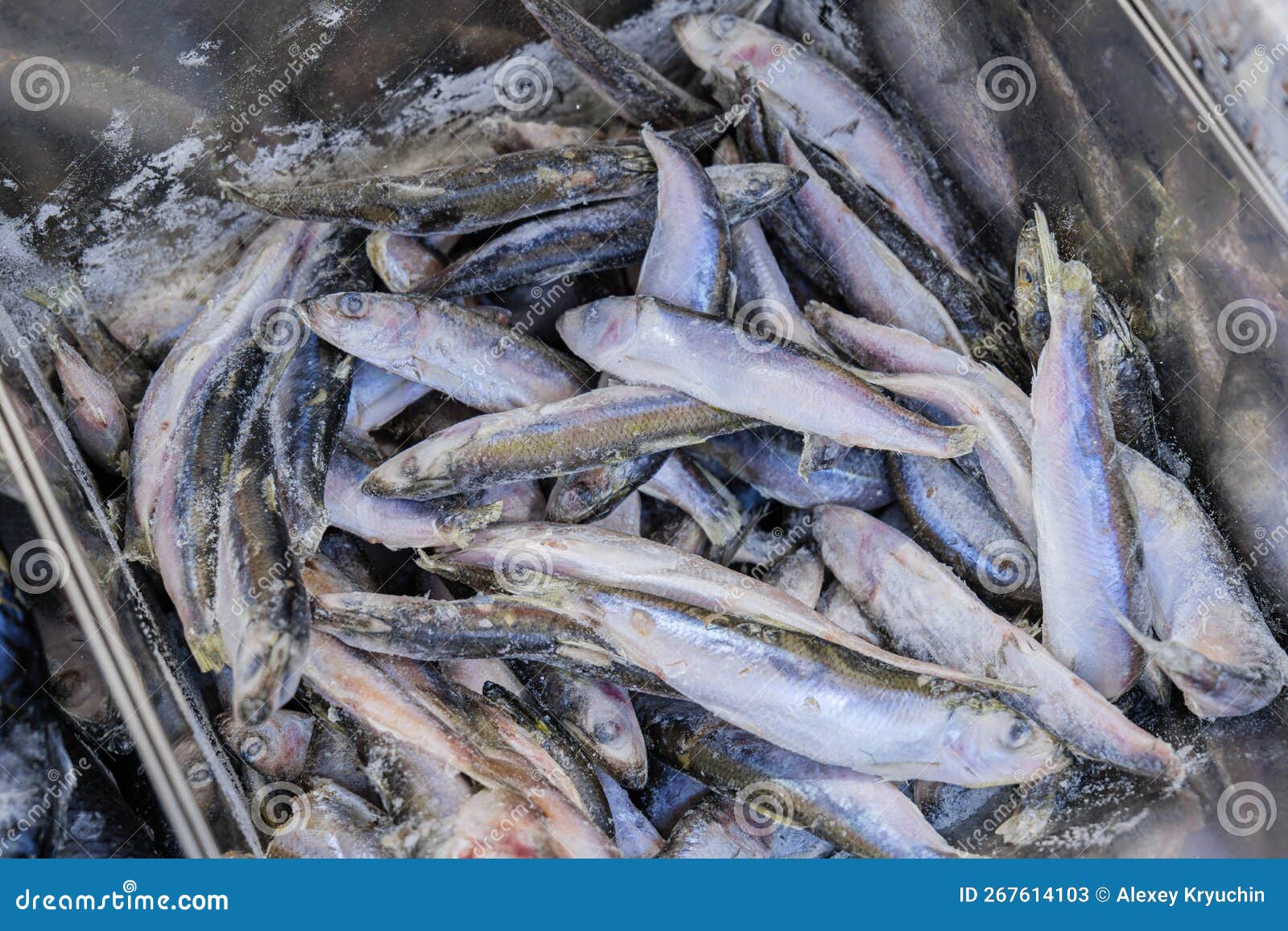 Frozen fish stock image. Image of freshness, cooking - 267614103