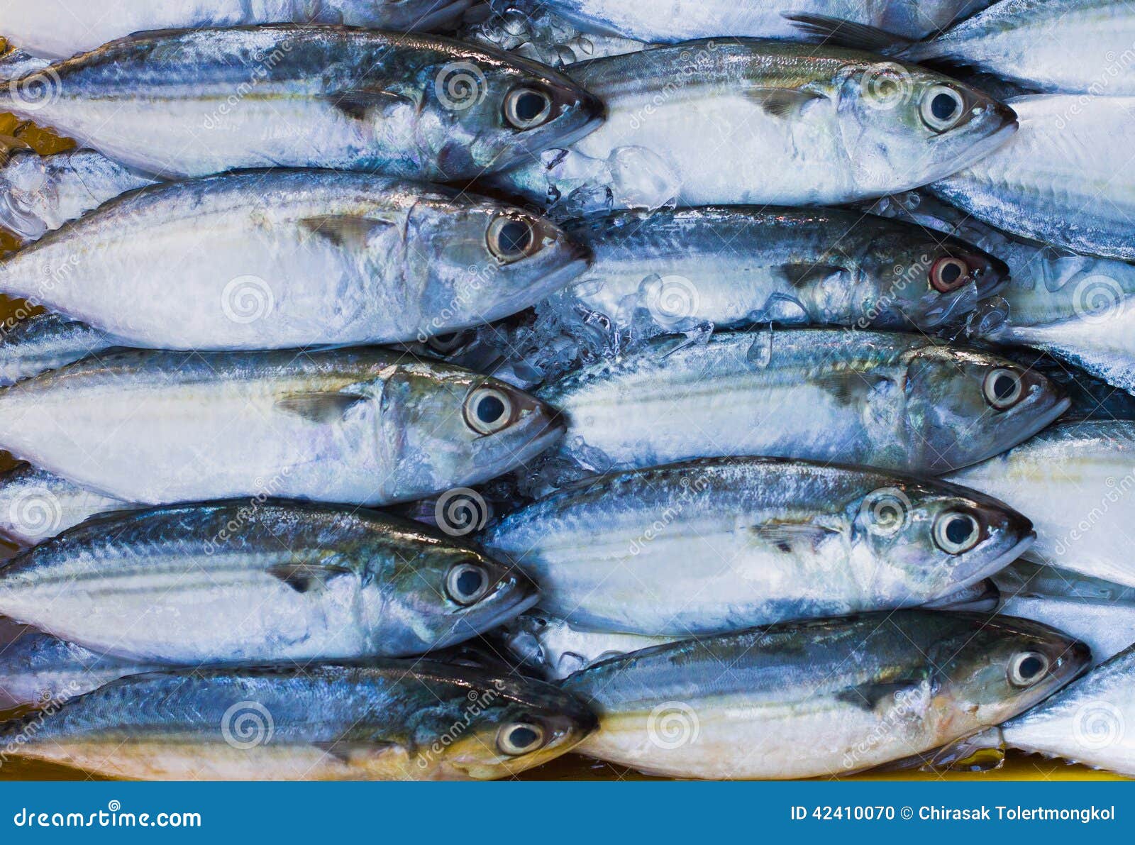 Frozen fish stock photo. Image of natural, fresh, portrait - 42410070