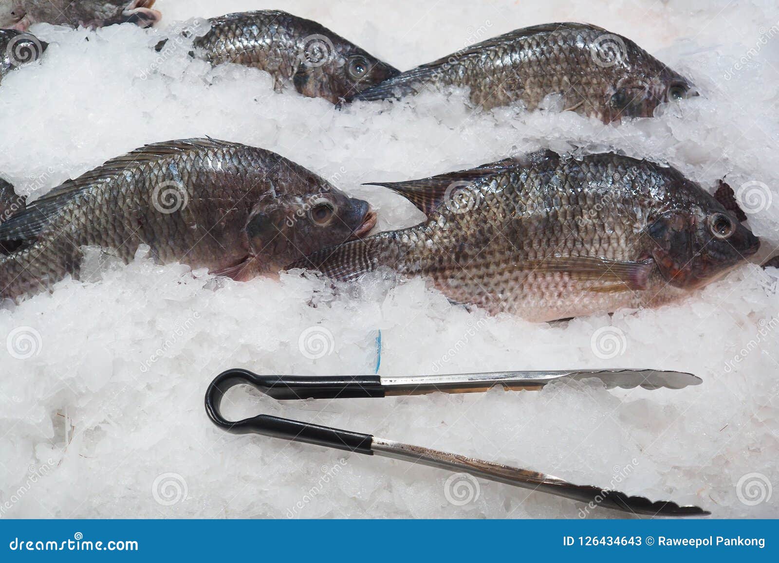 Frozen fish stock image. Image of nature, dinner, affinis - 126434643