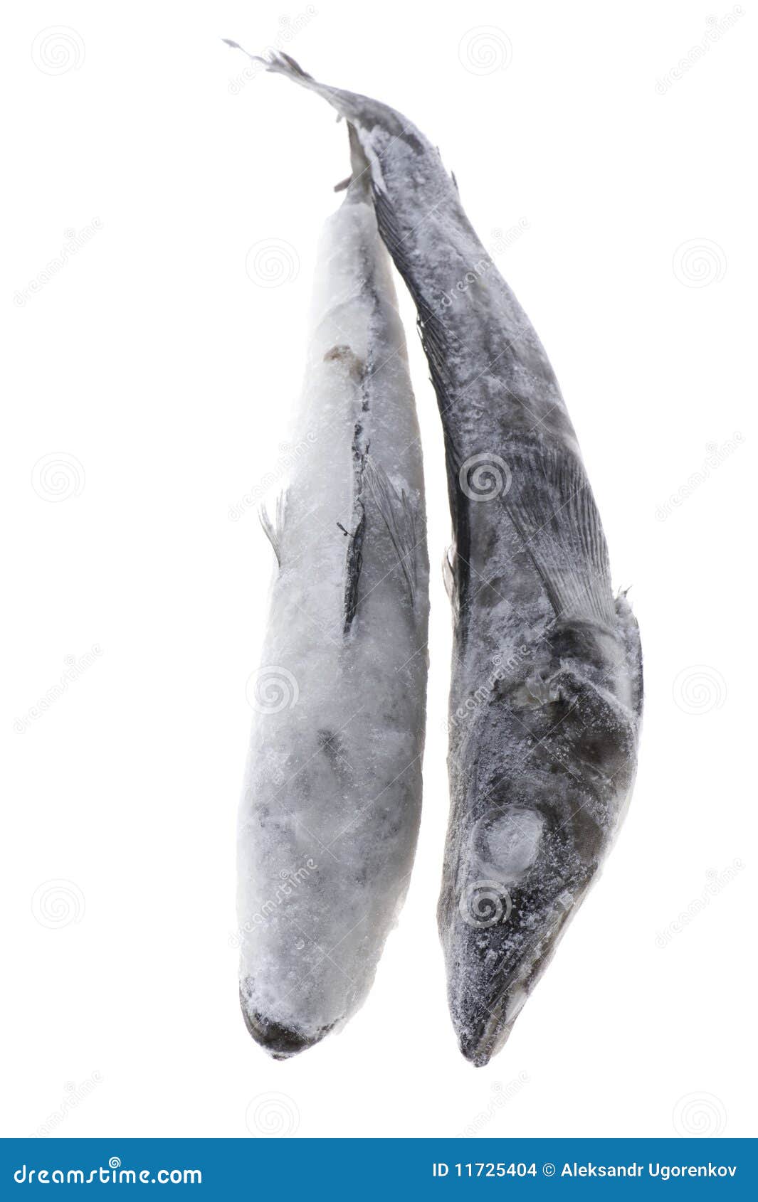 Frozen fish on ice stock photo. Image of animal, freshness - 11725404