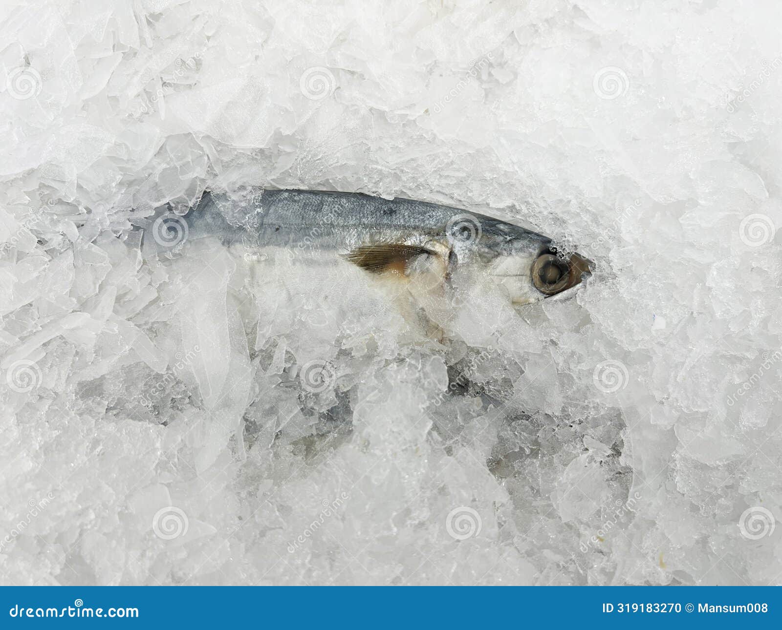 Frozen fish in ice stock photo. Image of meal, seafood - 319183270