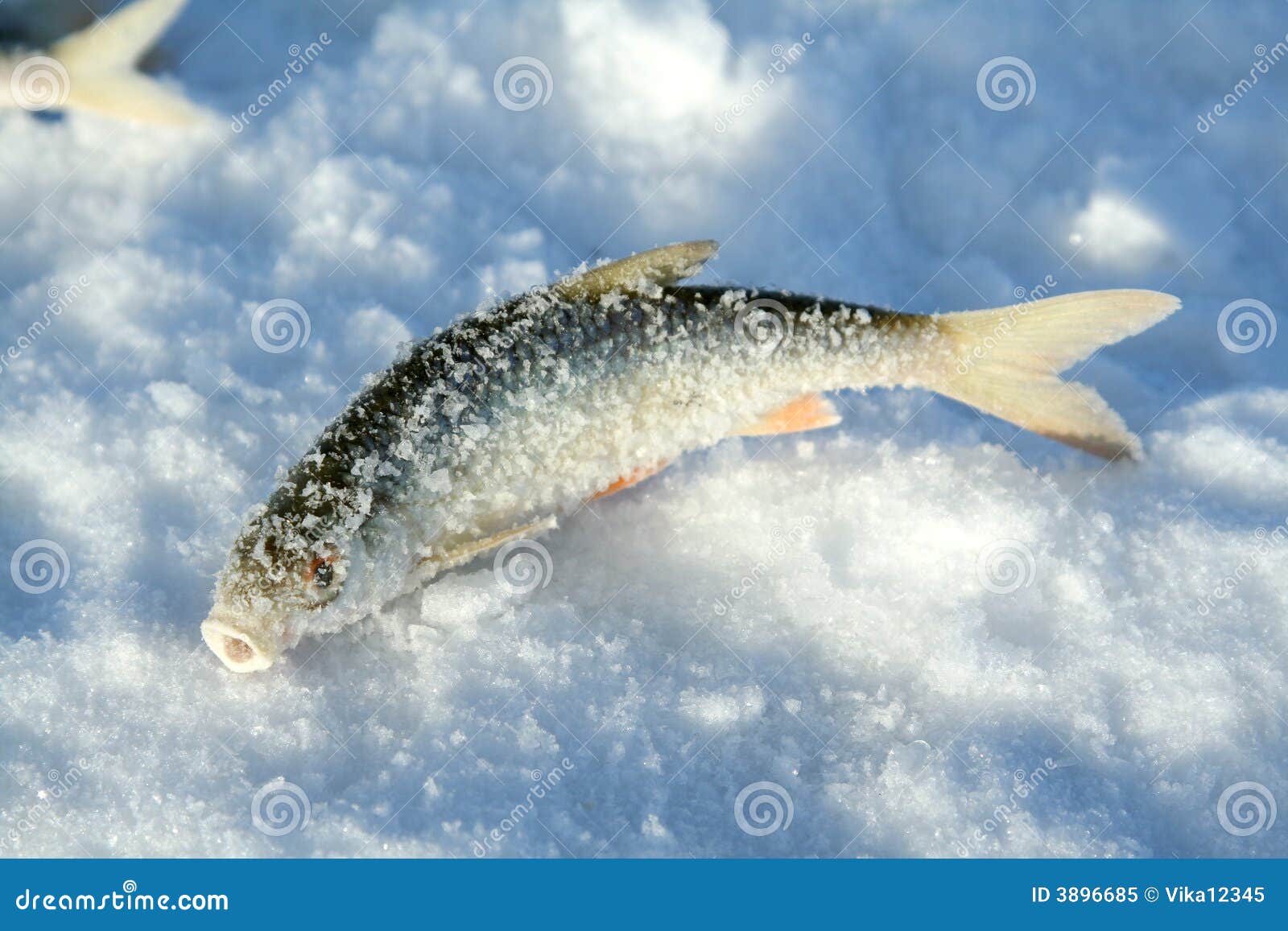 Frozen Fish On Ice Royalty Free Stock Photo - Image: 3896685