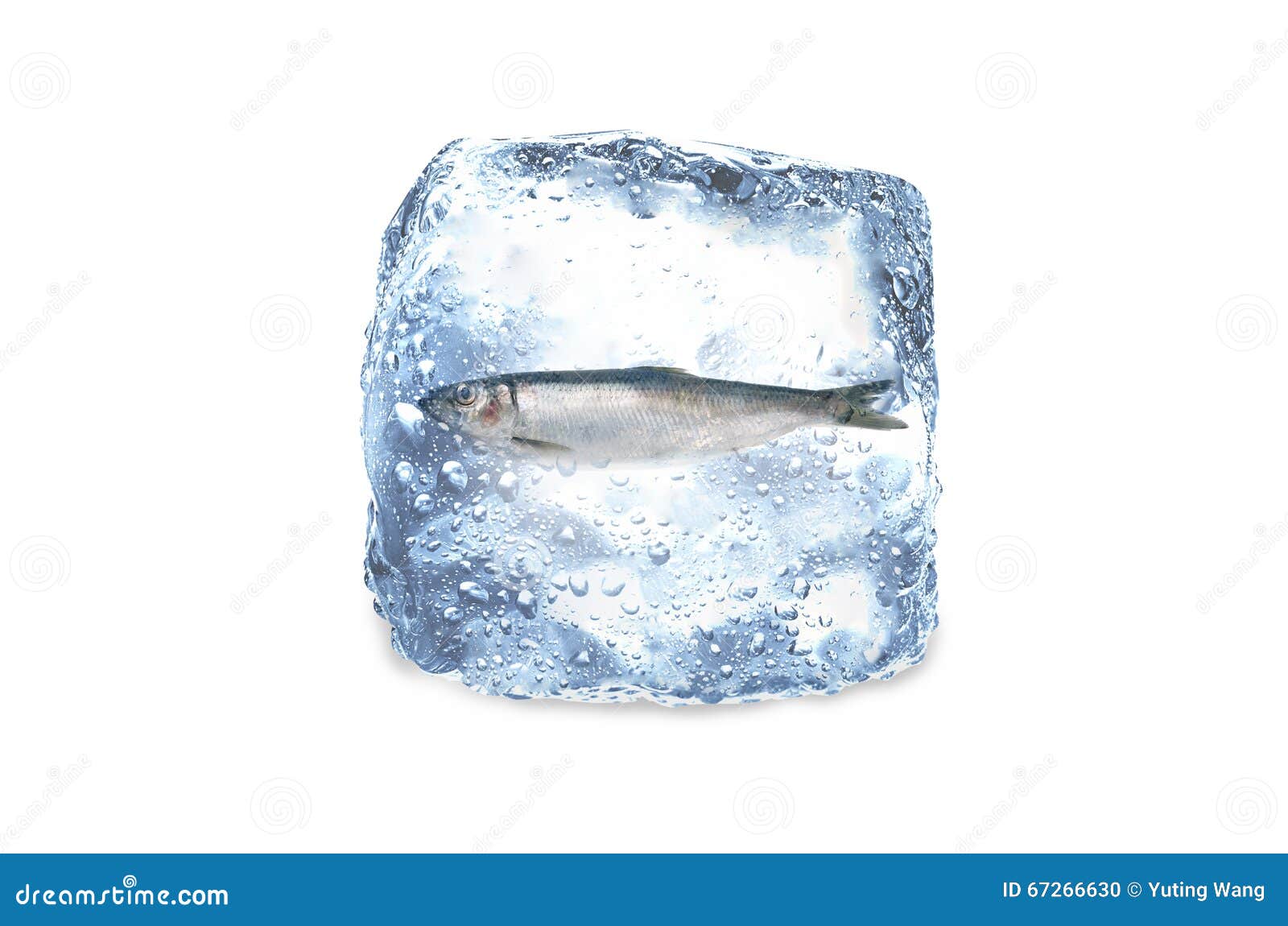 Frozen Fish Silver Carp In Refrigerator Food Mall Counter Background ...