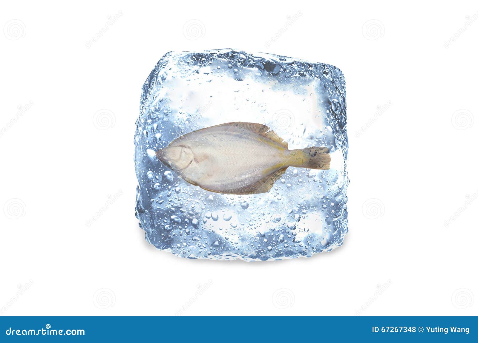 Frozen Fish Royalty-Free Stock Image | CartoonDealer.com #1518850