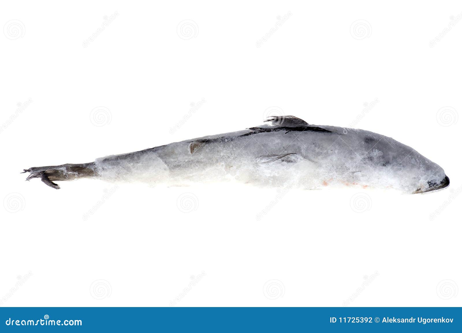 Frozen fish on ice closeup stock photo. Image of meal - 11725392