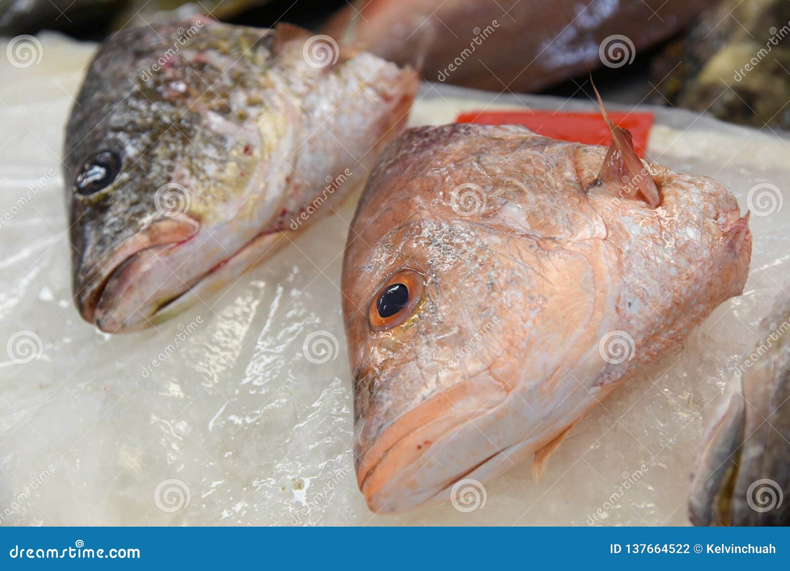 Frozen Fish stock photo. Image of packed, healthy, diet - 137664522