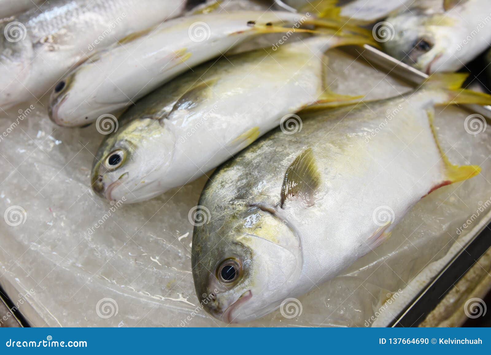 Frozen Fish stock photo. Image of iced, healthy, food - 137664690
