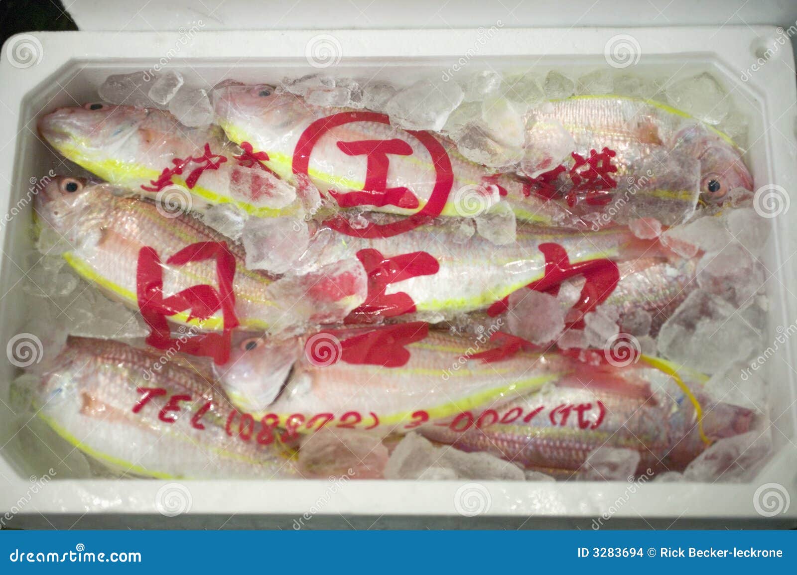 Frozen fish from Japan stock photo. Image of white, sale - 3283694