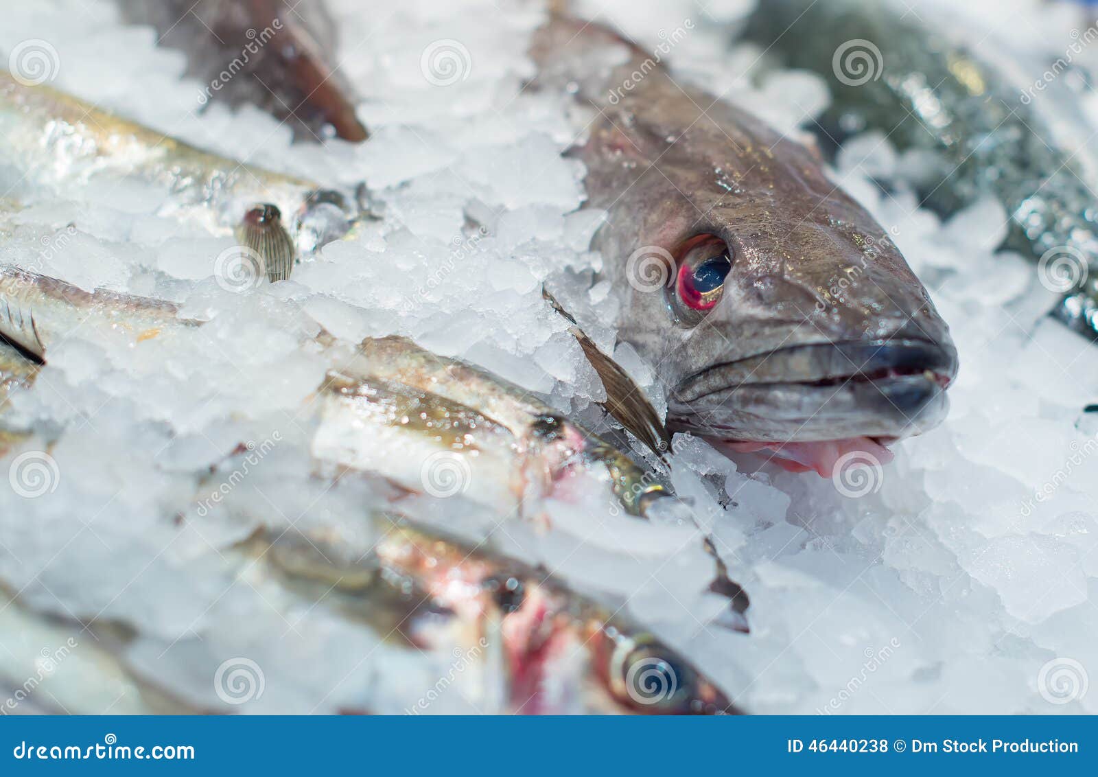 Frozen fish. stock photo. Image of healthy, market, nutrition - 46440238