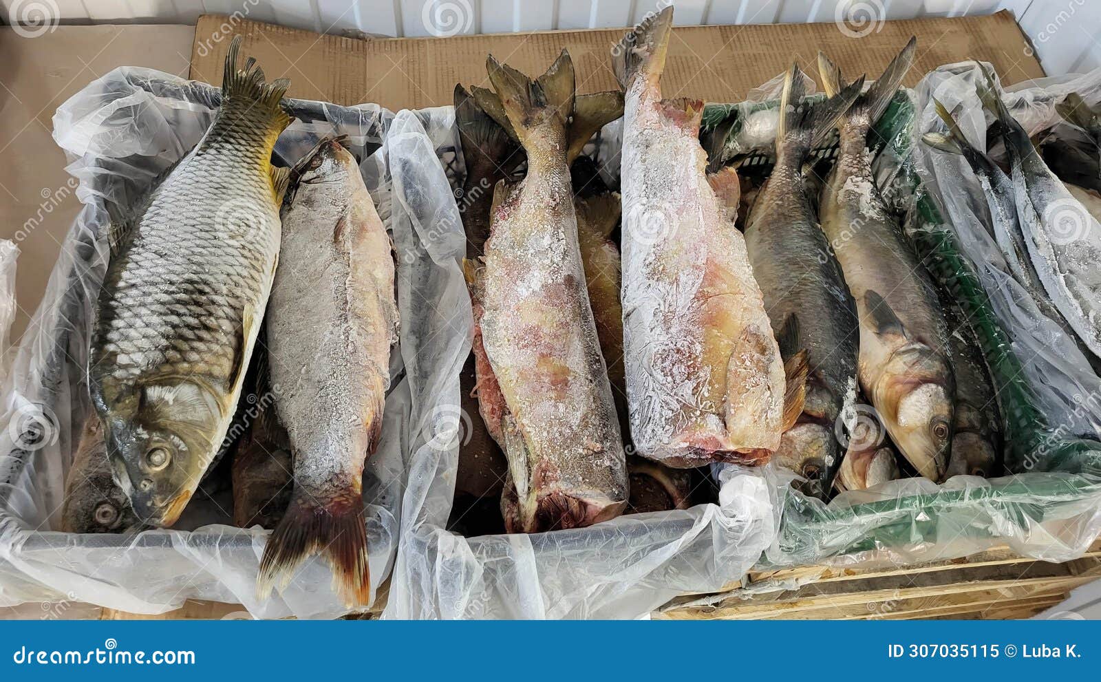 Frozen Fish is on the Market Shelf for Sale. Stock Image - Image of ...