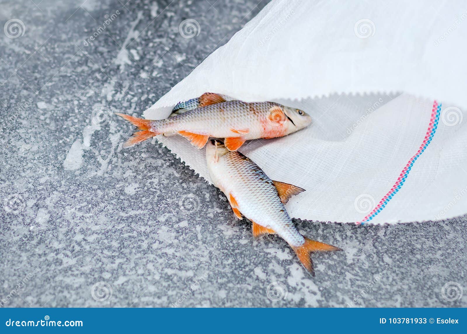 Frozen fish and a packet. stock image. Image of outdoor - 103781933