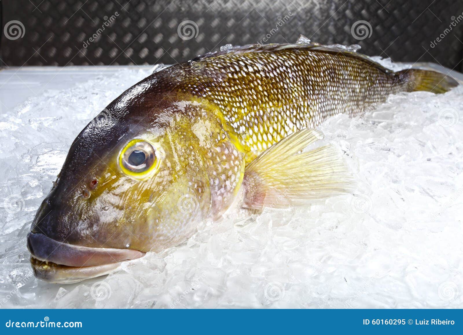 Frozen fish stock image. Image of close, food, fishmonger - 60160295