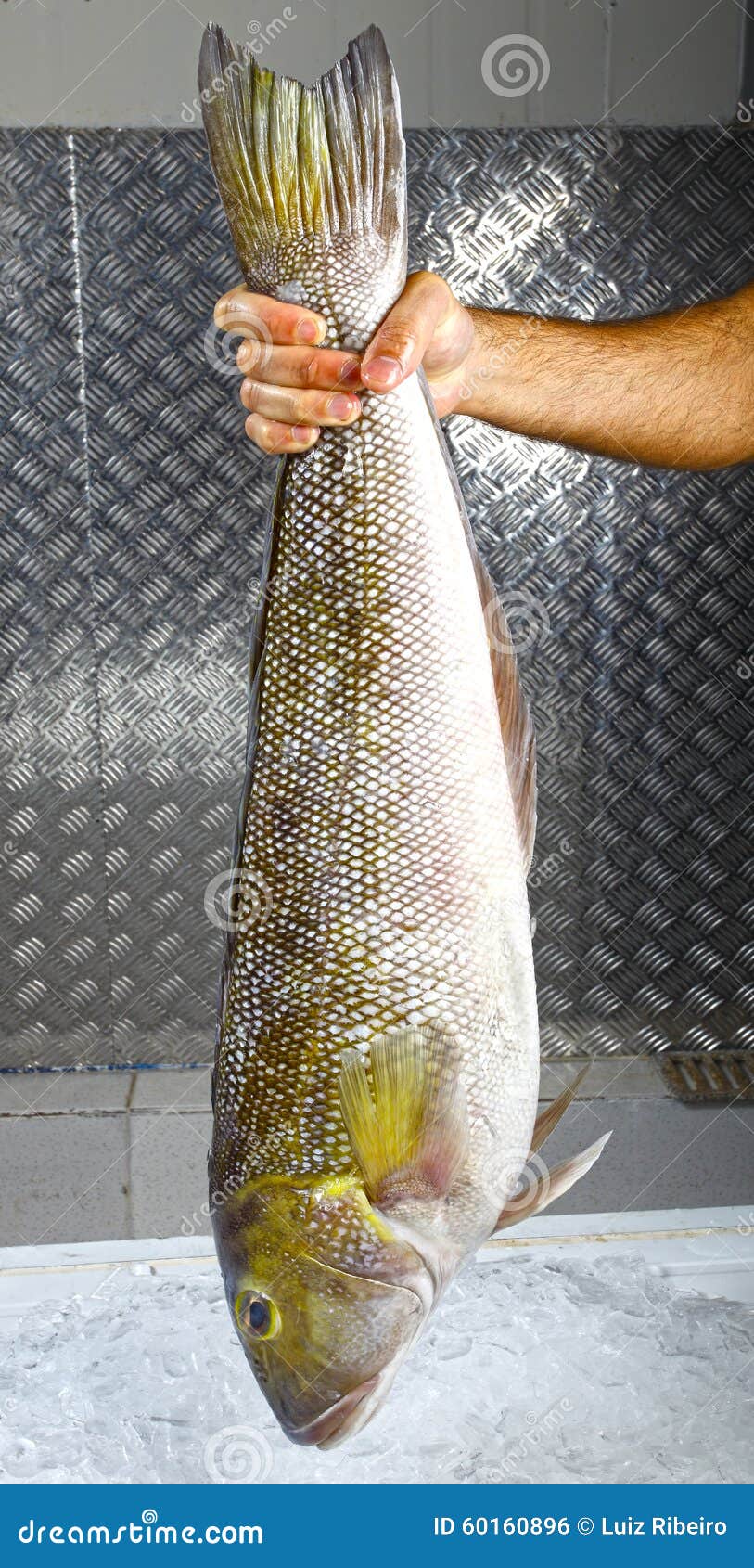 Frozen fish stock photo. Image of delicious, fish, healthy - 60160896