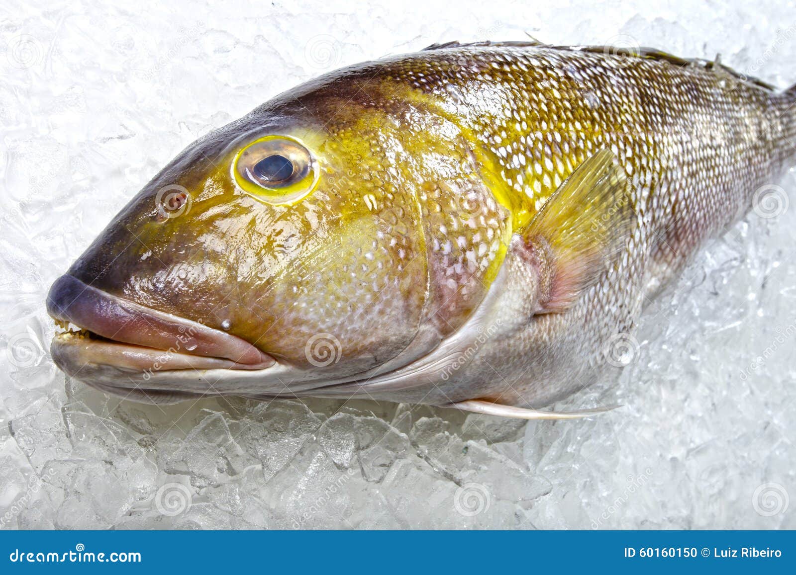 Frozen fish stock photo. Image of fish, cooling, dorade - 60160150