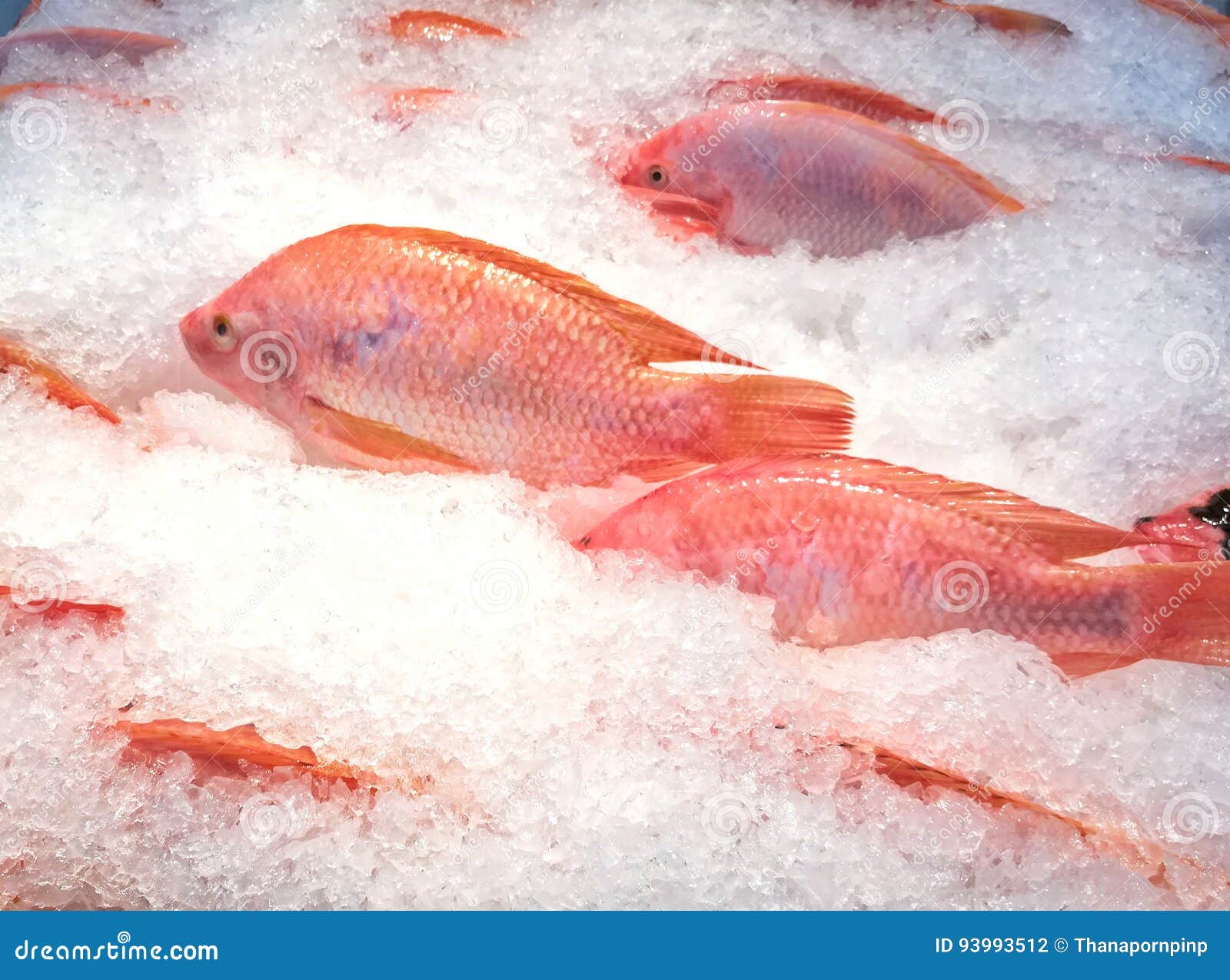 Frozen Fish, Tilapia on Ice Stock Photo - Image of kitchen, cooking ...