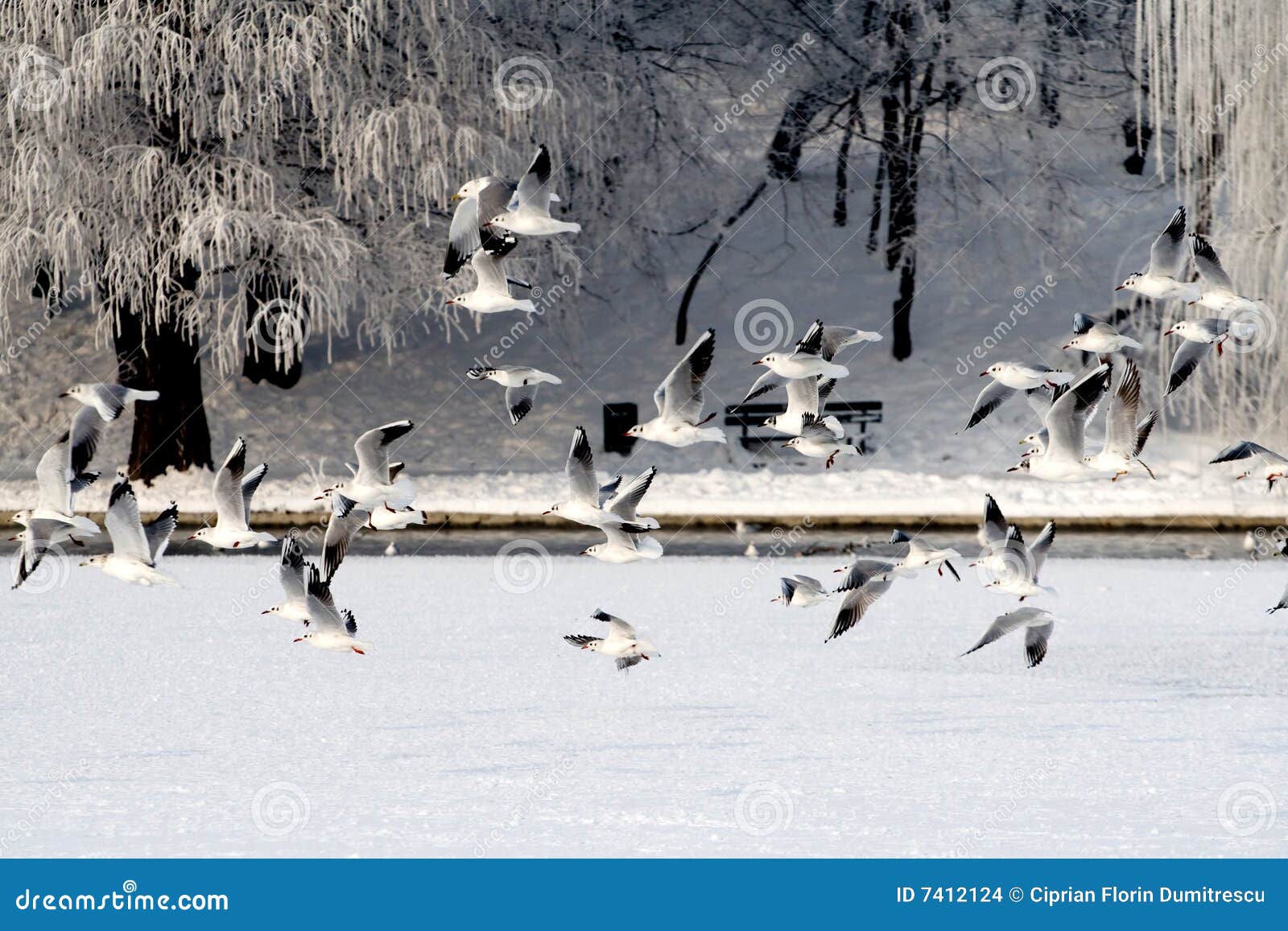 Frozen flight stock photo. Image of holiday, flight, winter - 7412124