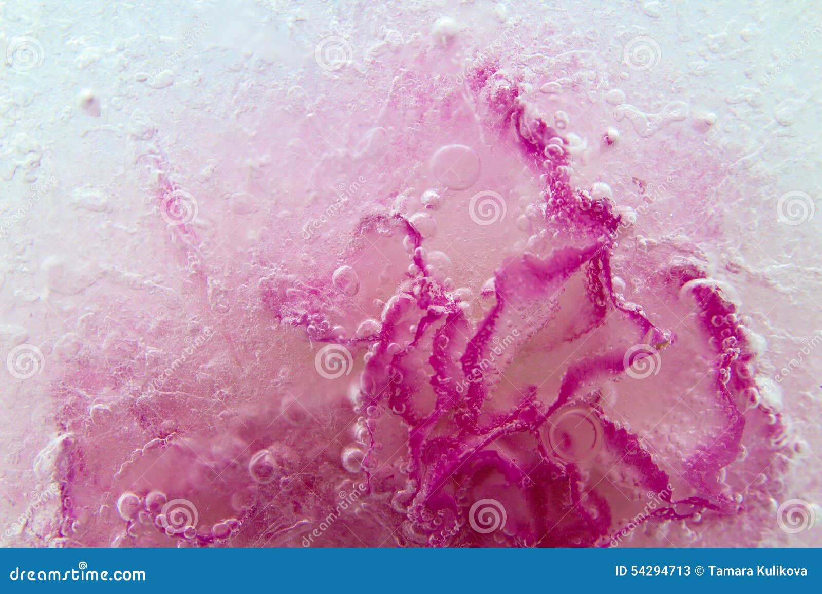 Frozen flora stock image. Image of plants, death, flower - 54294713