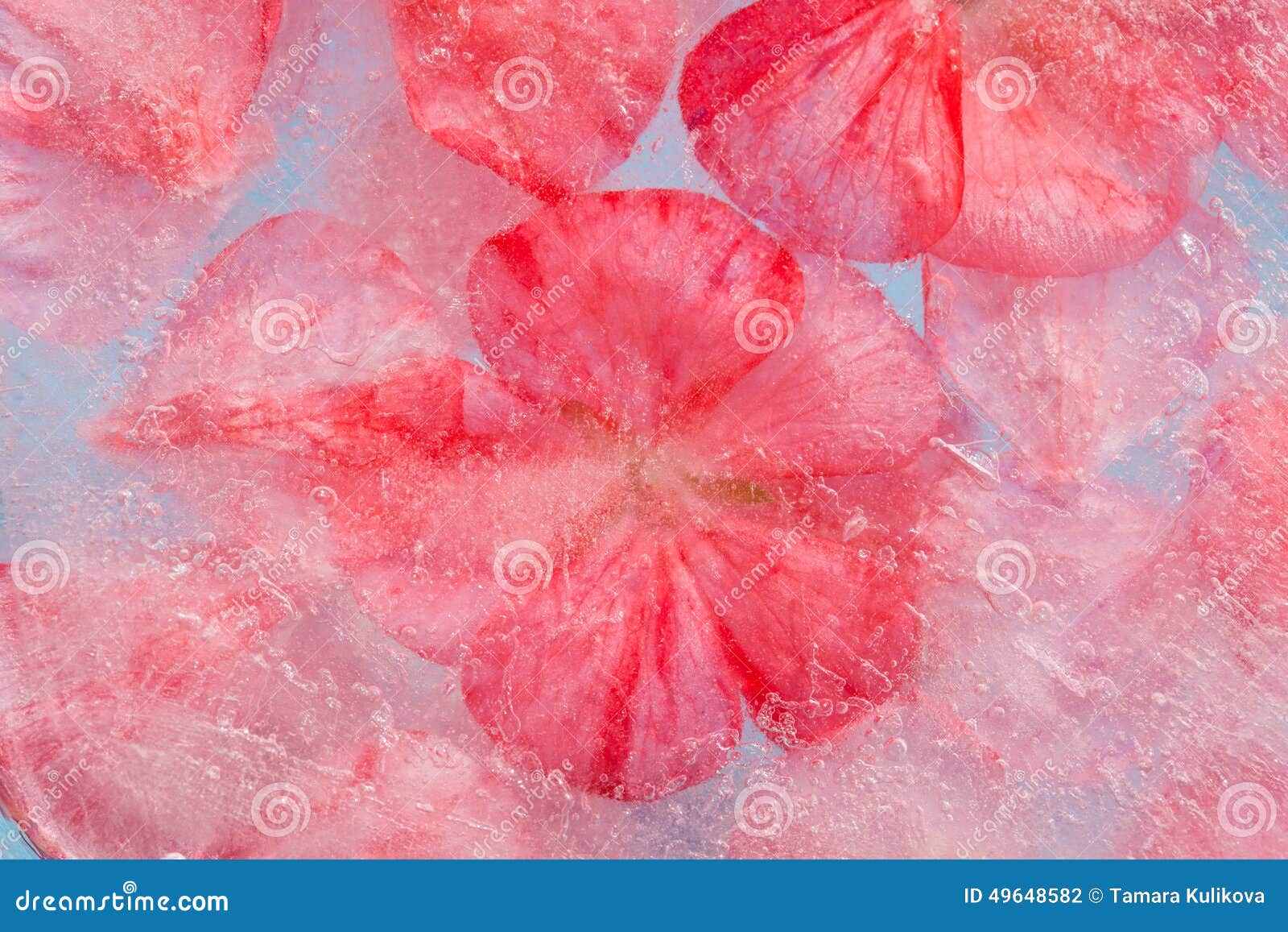 Frozen flora stock photo. Image of fine, flower, petals - 49648582