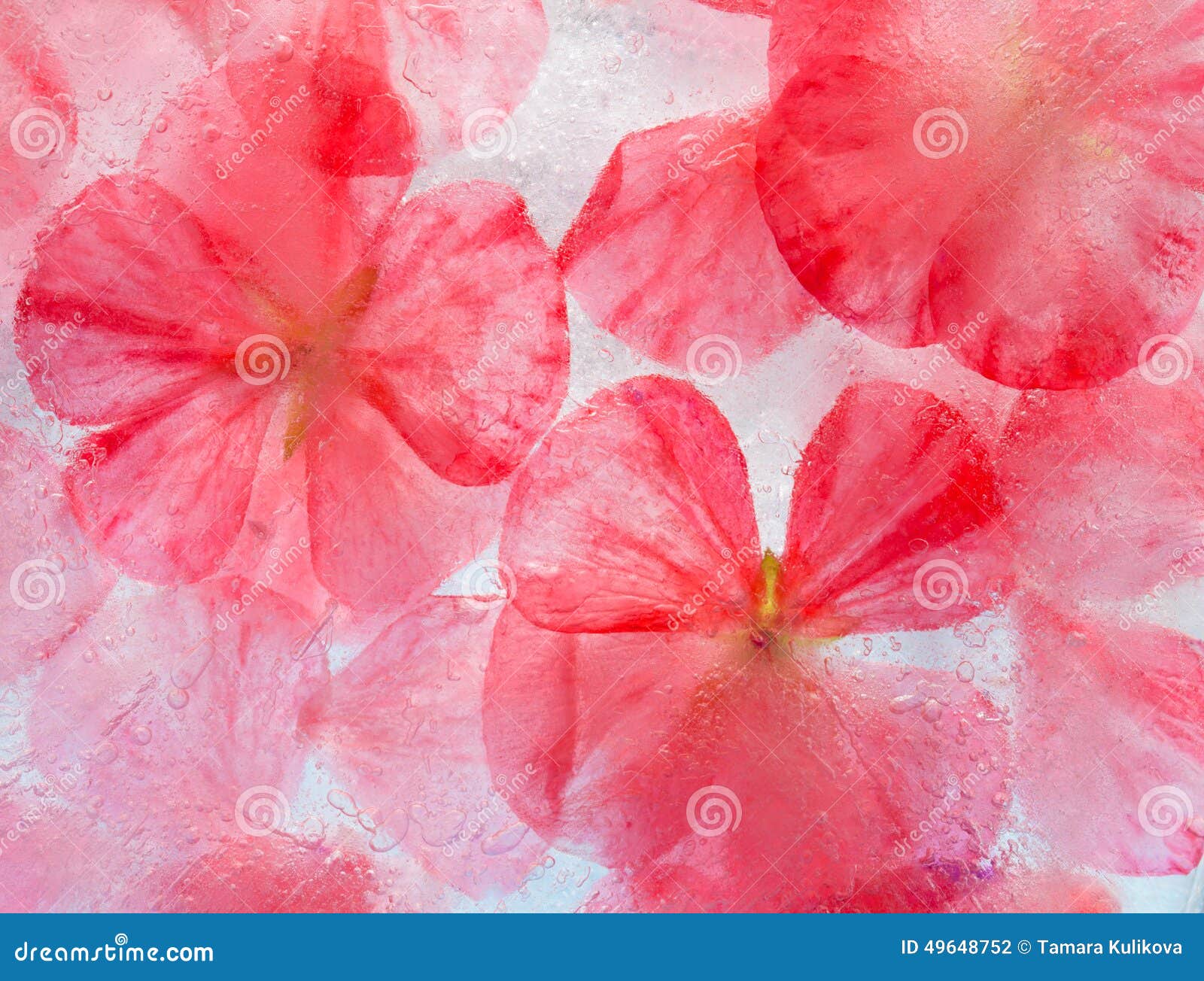Frozen flora stock photo. Image of idea, flower, pink - 49648752