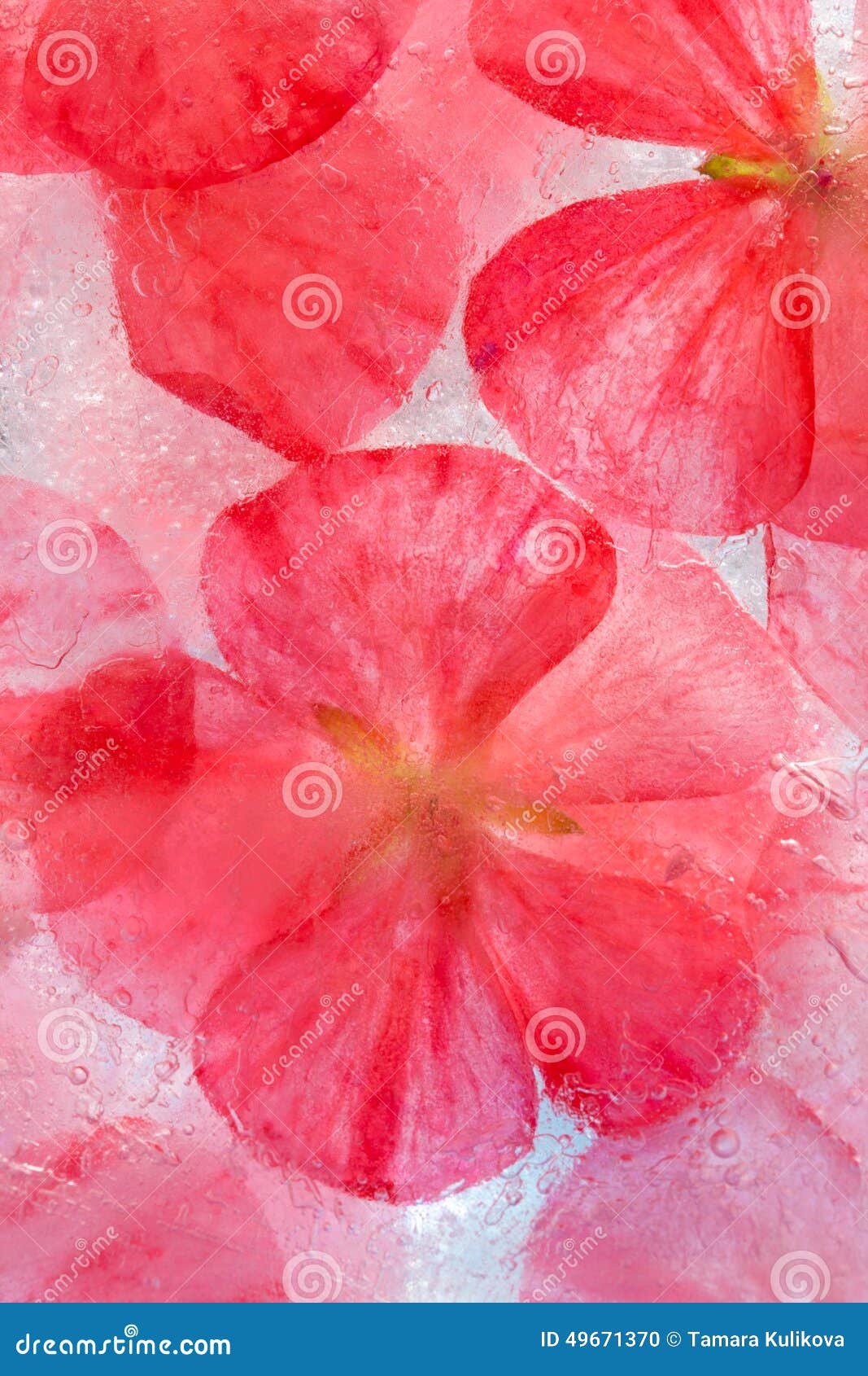 Frozen flora stock photo. Image of flora, idea, inside - 49671370