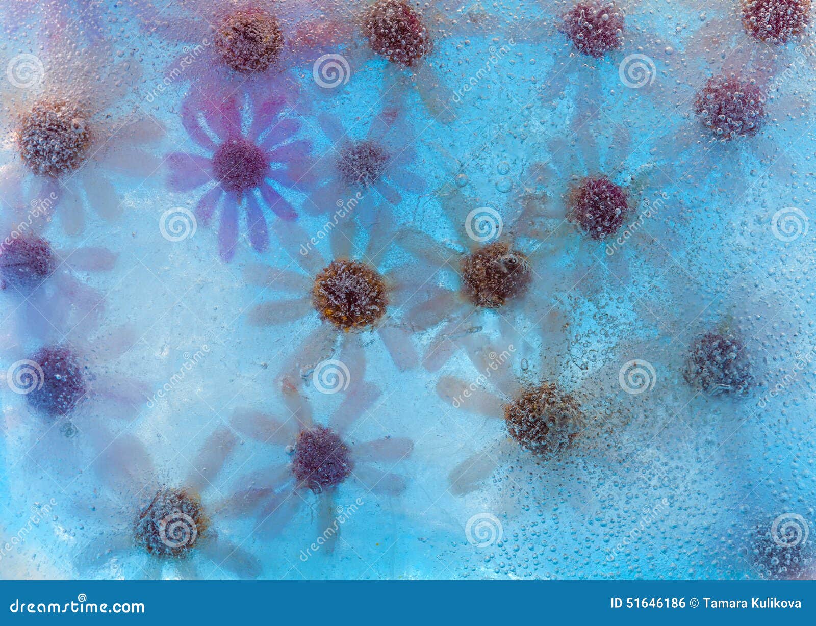 Frozen flora stock photo. Image of plants, daisy, artistic - 51646186