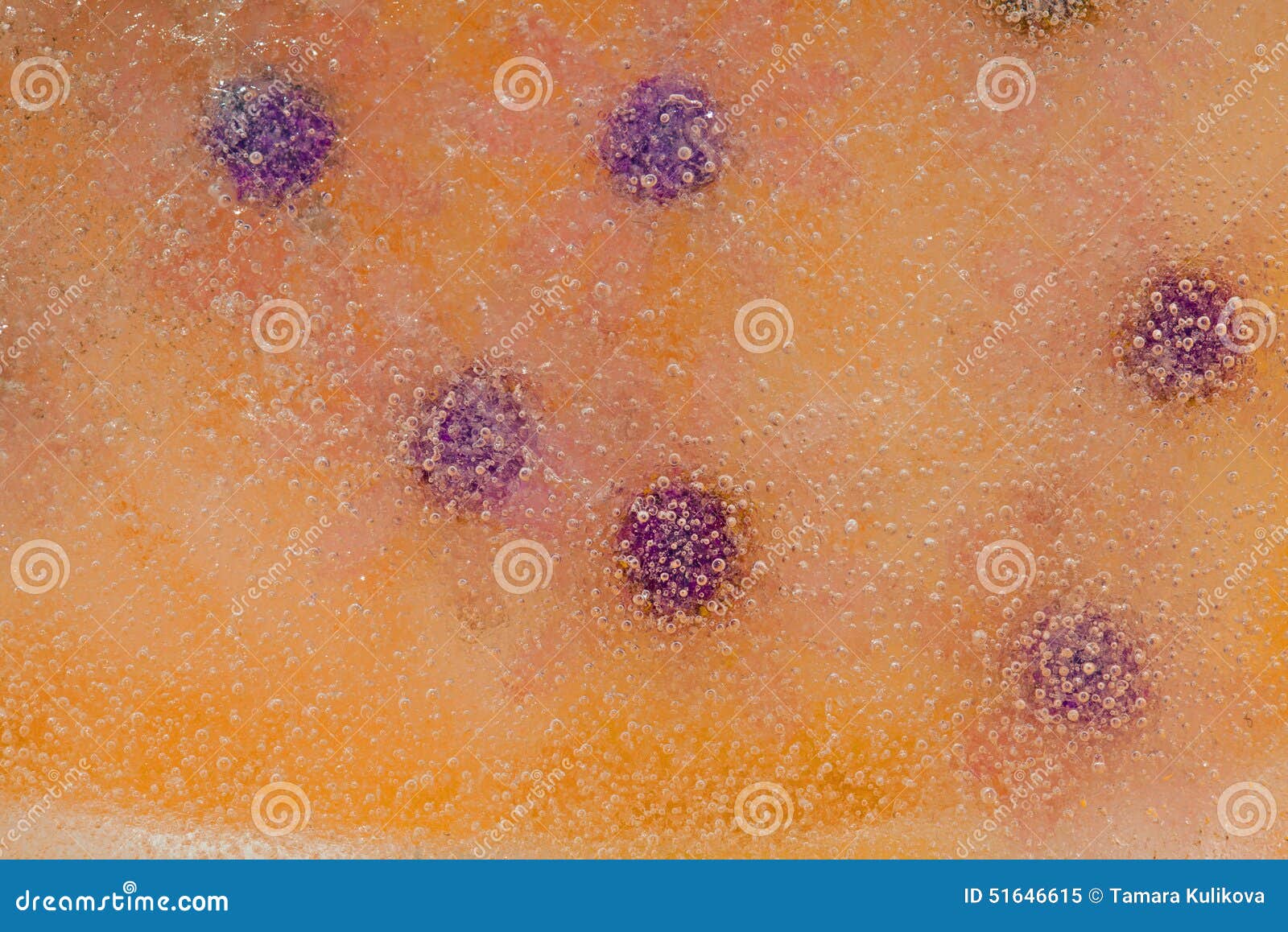 Frozen flora stock image. Image of abstract, concept - 51646615