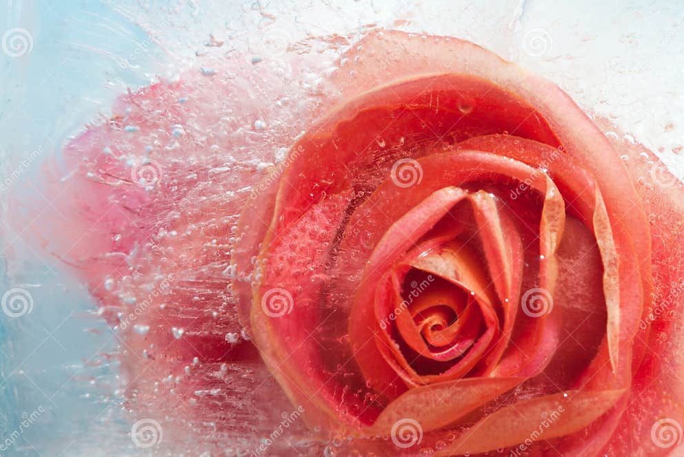 Frozen flora stock photo. Image of freeze, orange, seasonal - 49671560