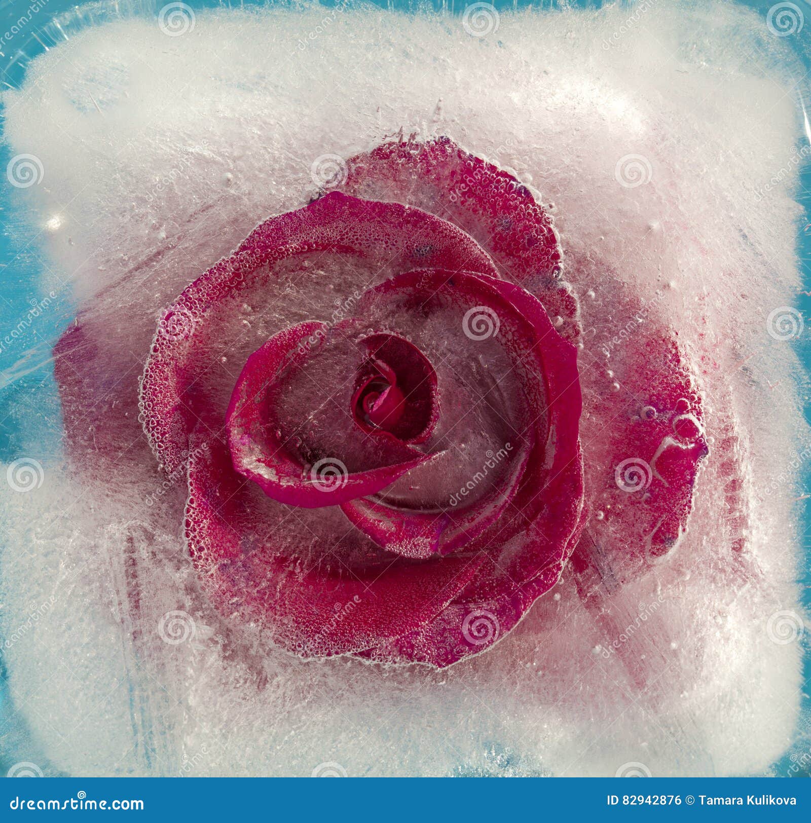 Frozen flora - rose stock photo. Image of dark, petal - 82942876