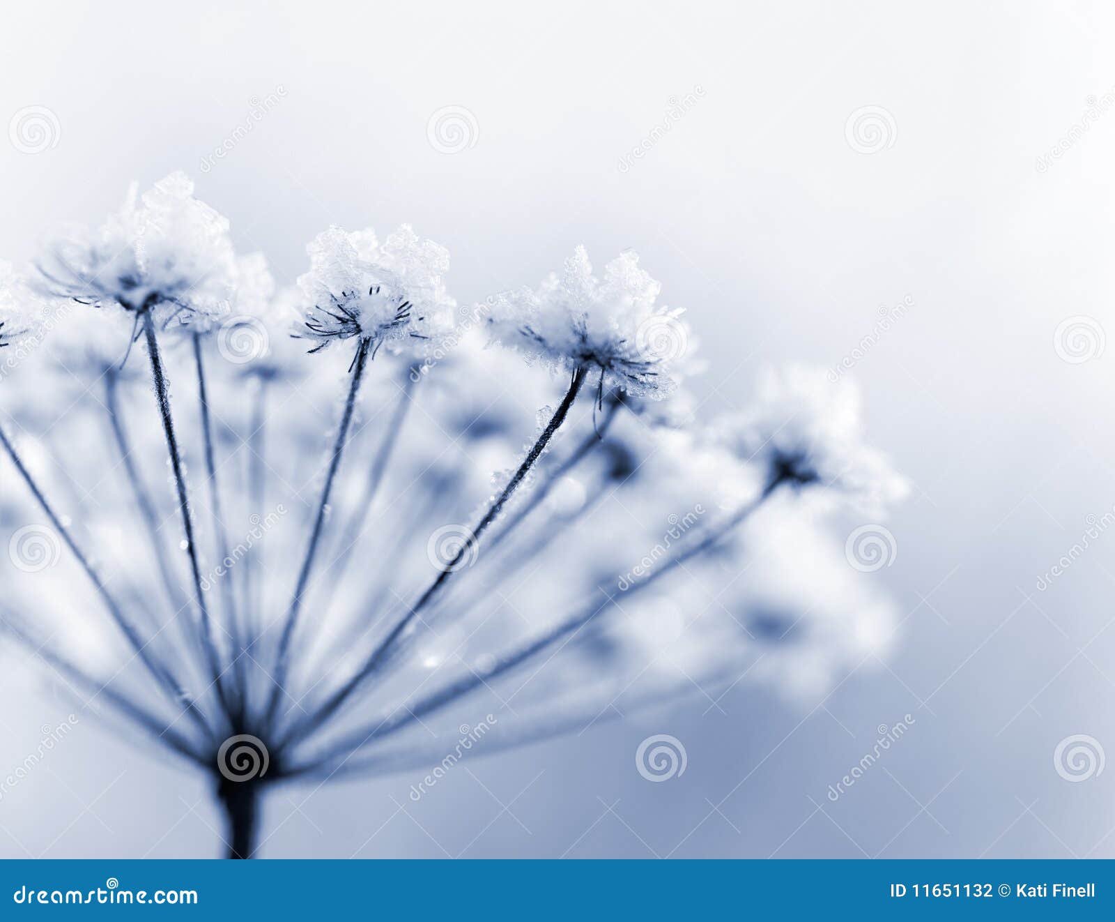 Frozen Flower On Blue Sky Background. Royalty-Free Stock Image ...