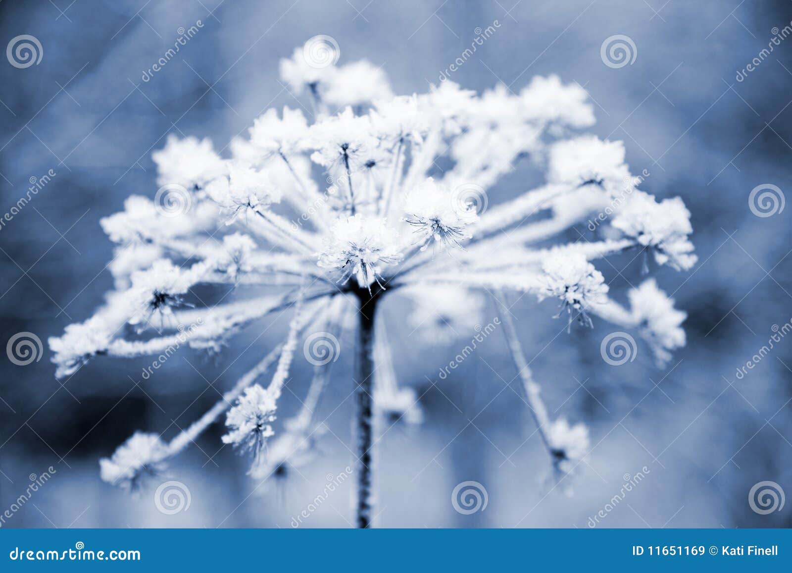 Frozen flower stock image. Image of season, detail, tone - 11651169