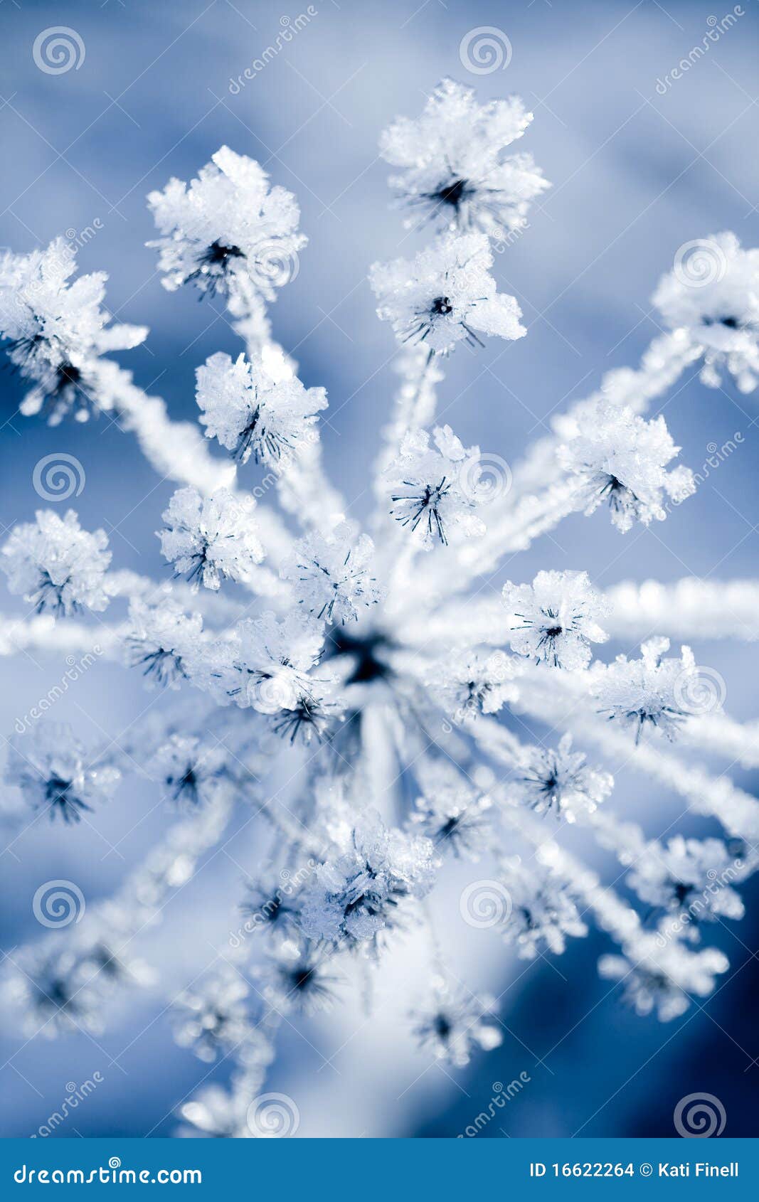 Frozen flower stock photo. Image of parsley, clear, cold - 16622264