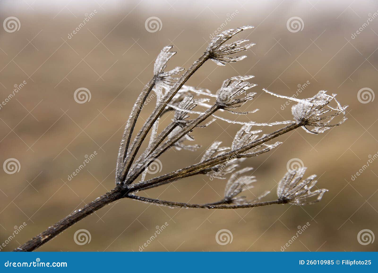 Frozen flower stock image. Image of frosty, beauty, dead - 26010985