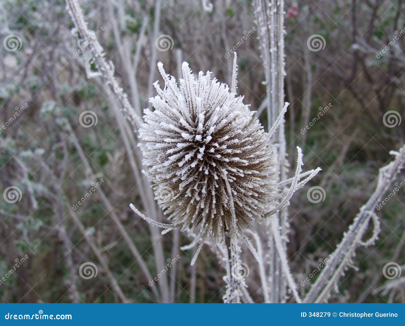Frozen Flower stock image. Image of november, color, flowers - 348279