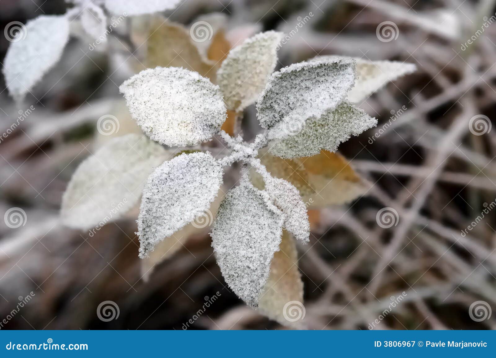 Frozen flower stock image. Image of garden, plants, minus - 3806967
