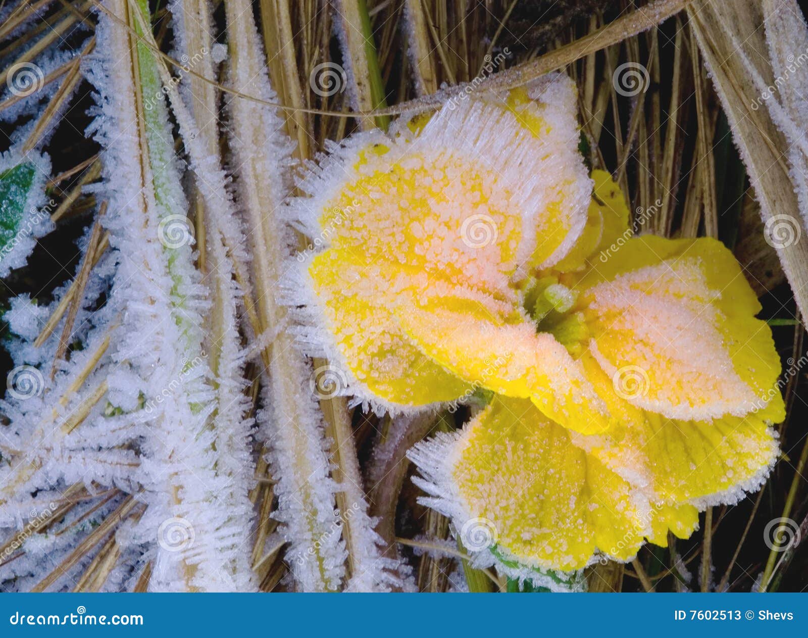 Frozen flower stock image. Image of macro, frost, closeup - 7602513