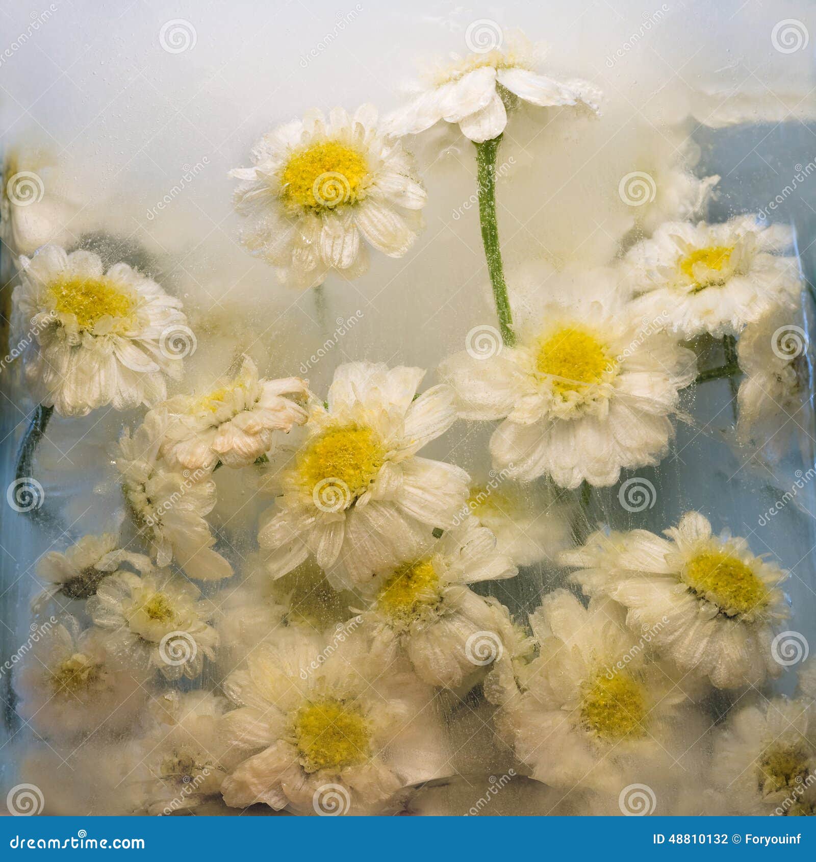 Frozen Flower of Chrysanthemum Stock Photo - Image of melt, frozen ...