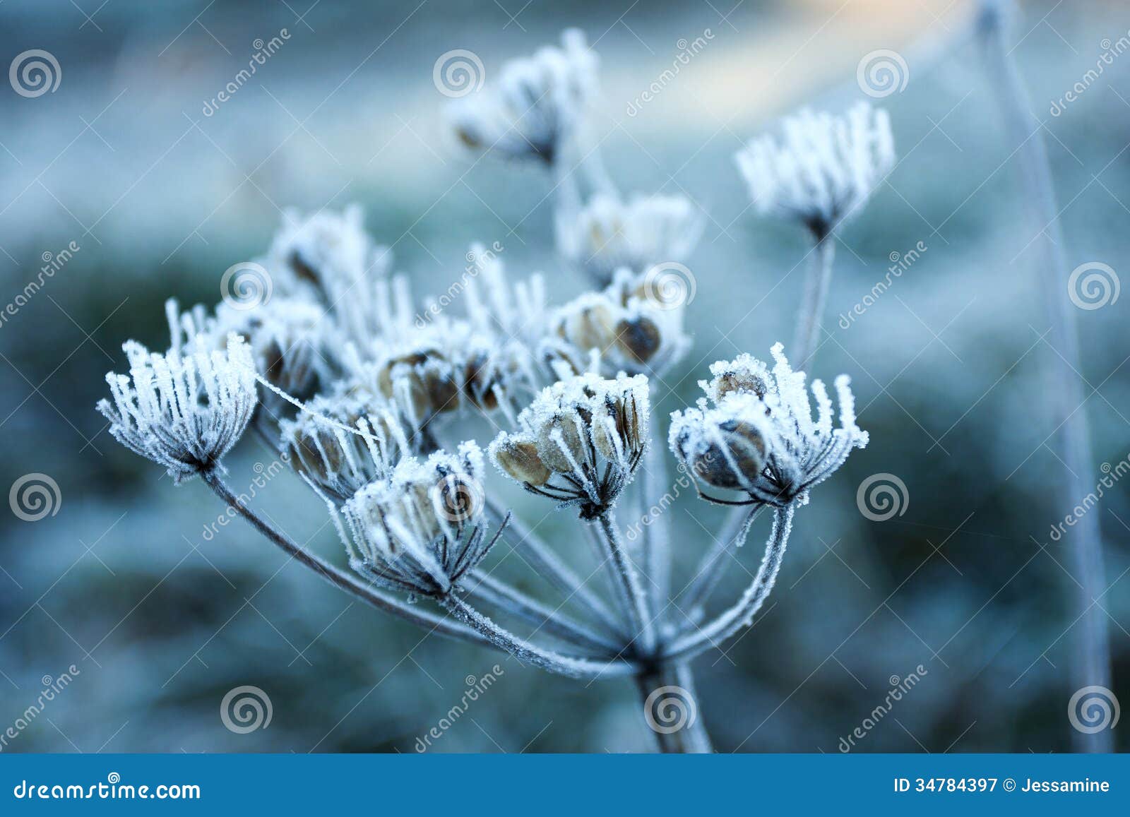 Frozen flower stock image. Image of cold, light, early - 34784397