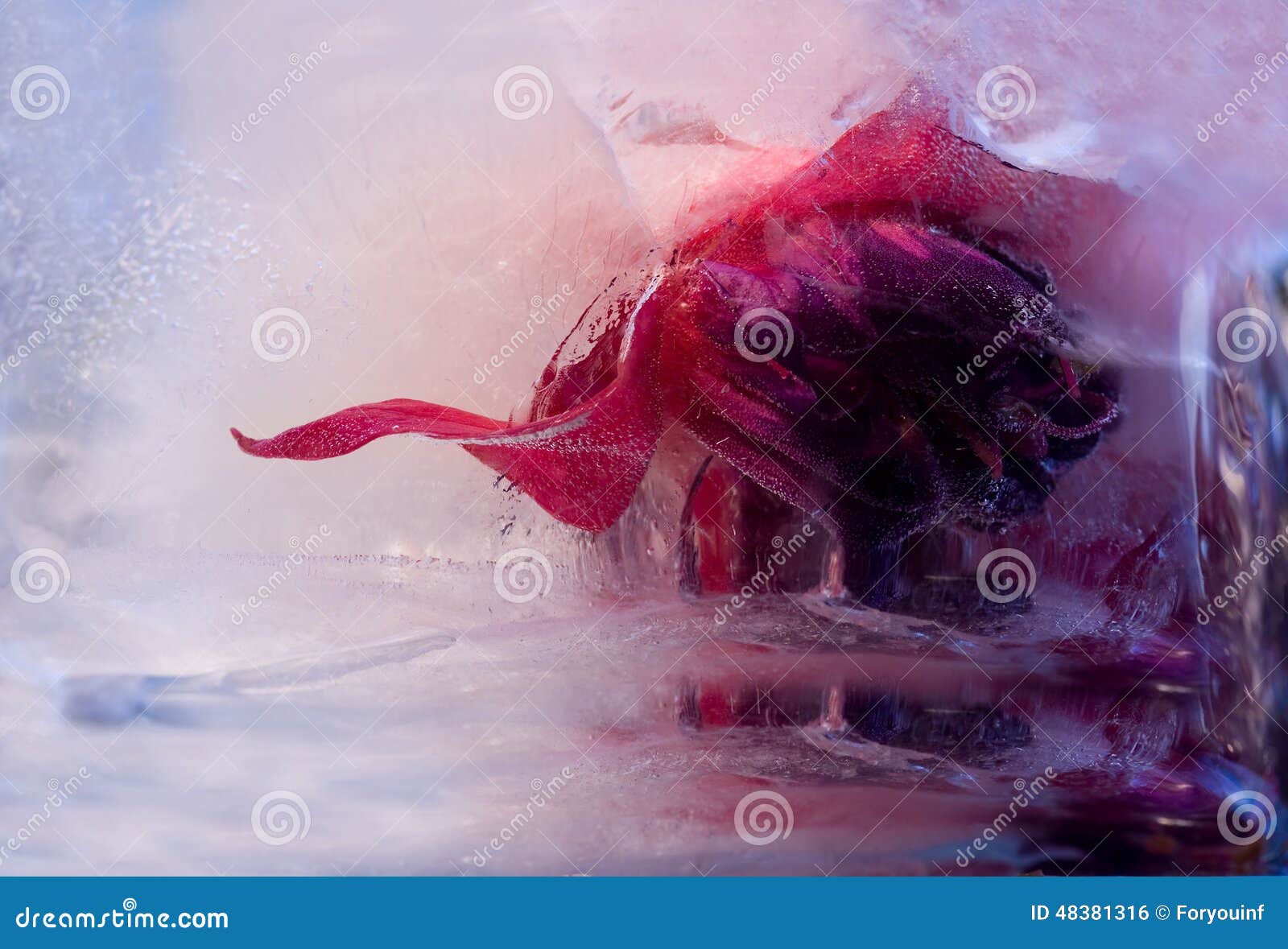 Frozen flower of fuchsia stock photo. Image of reflection - 48381316