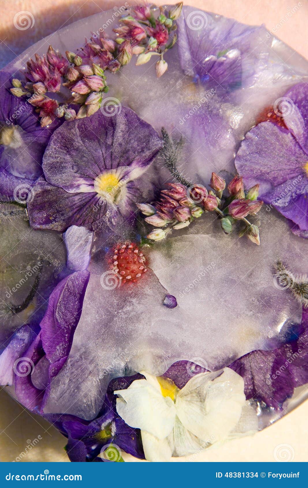 Frozen Flower of Love-in-idleness Stock Photo - Image of love, plant ...