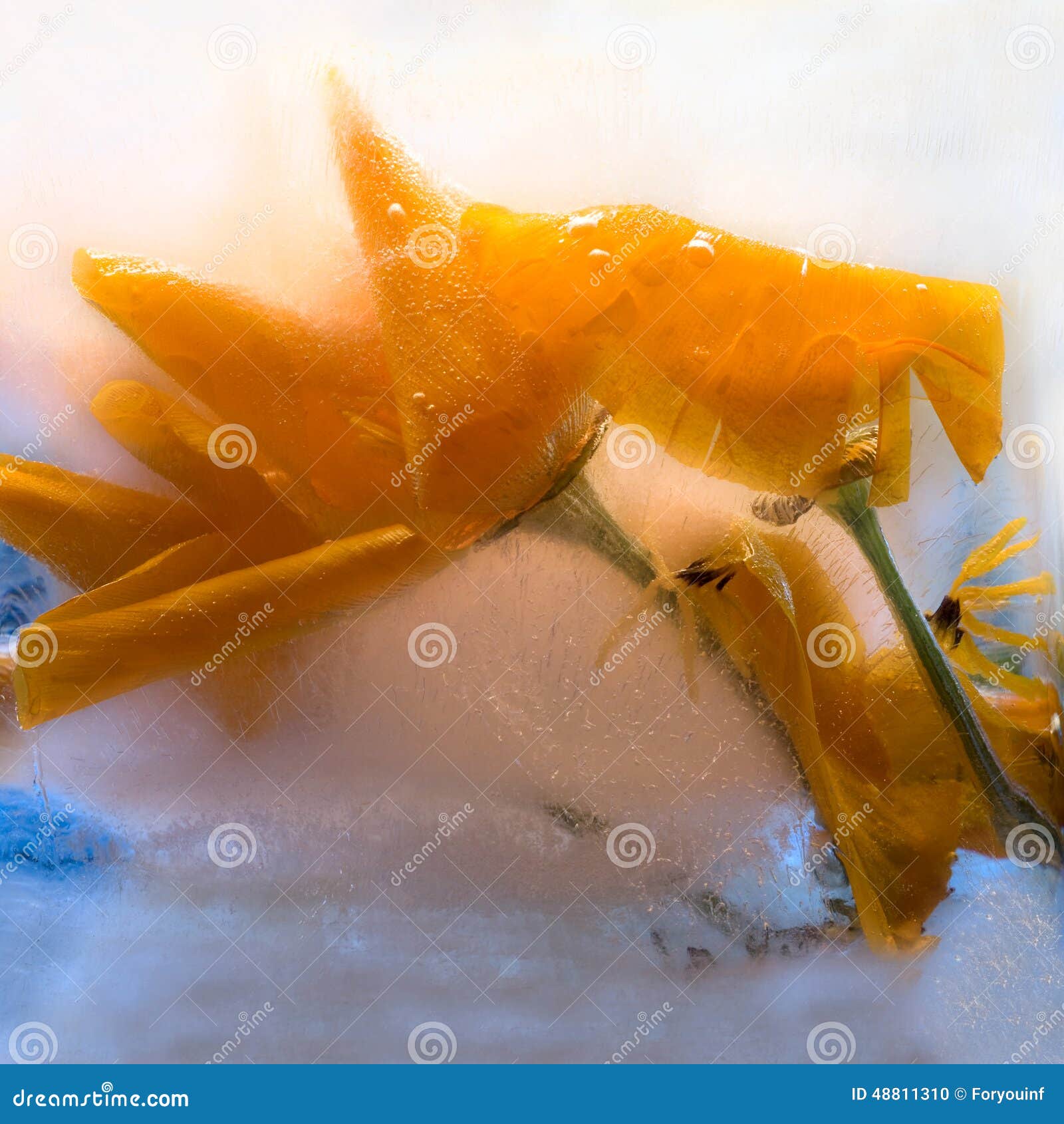 Frozen flower of poppy stock photo. Image of abstract - 48811310