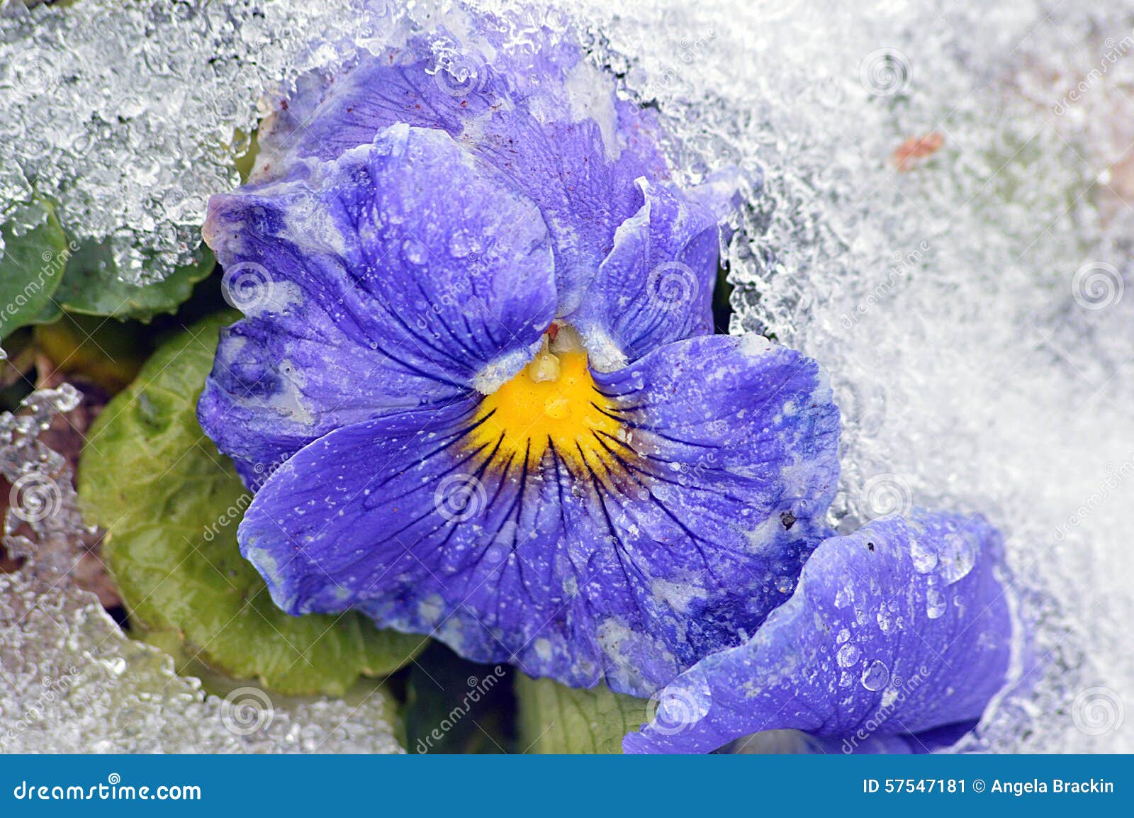 Frozen flower stock image. Image of flower, stems, nature - 57547181