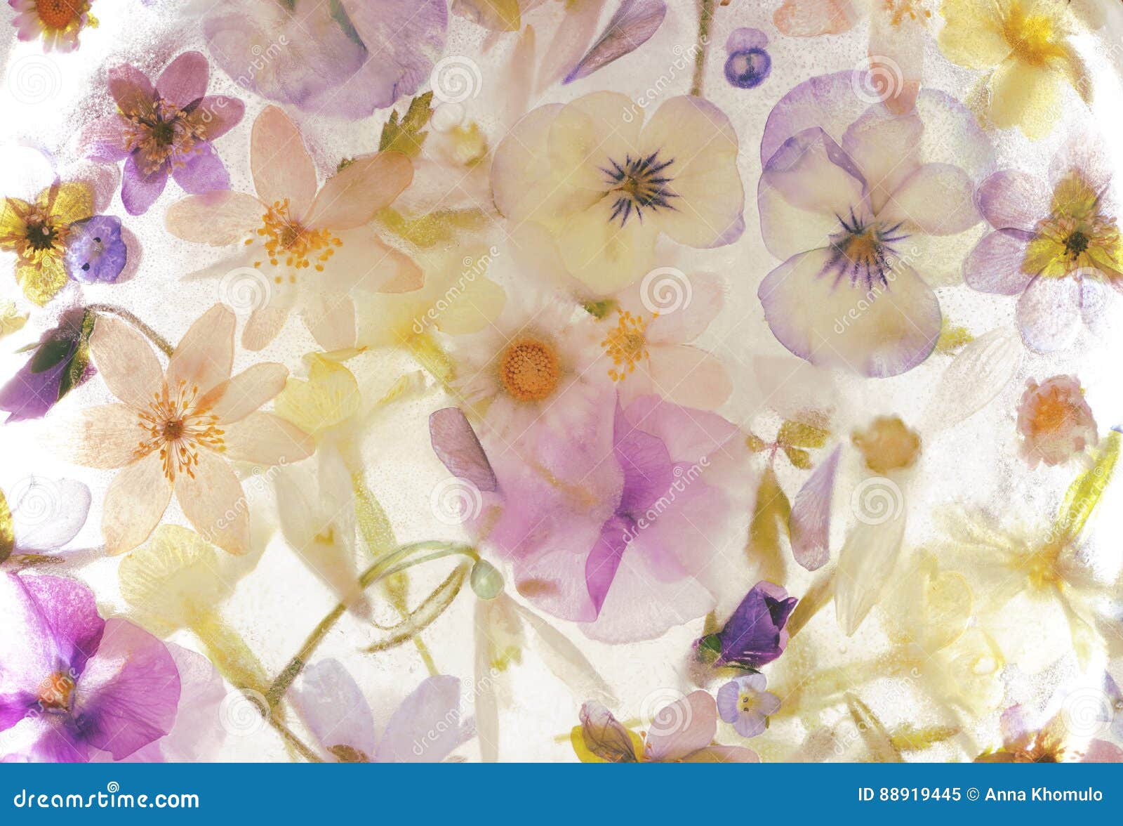 Frozen flowers stock image. Image of beautiful, spring - 88919445